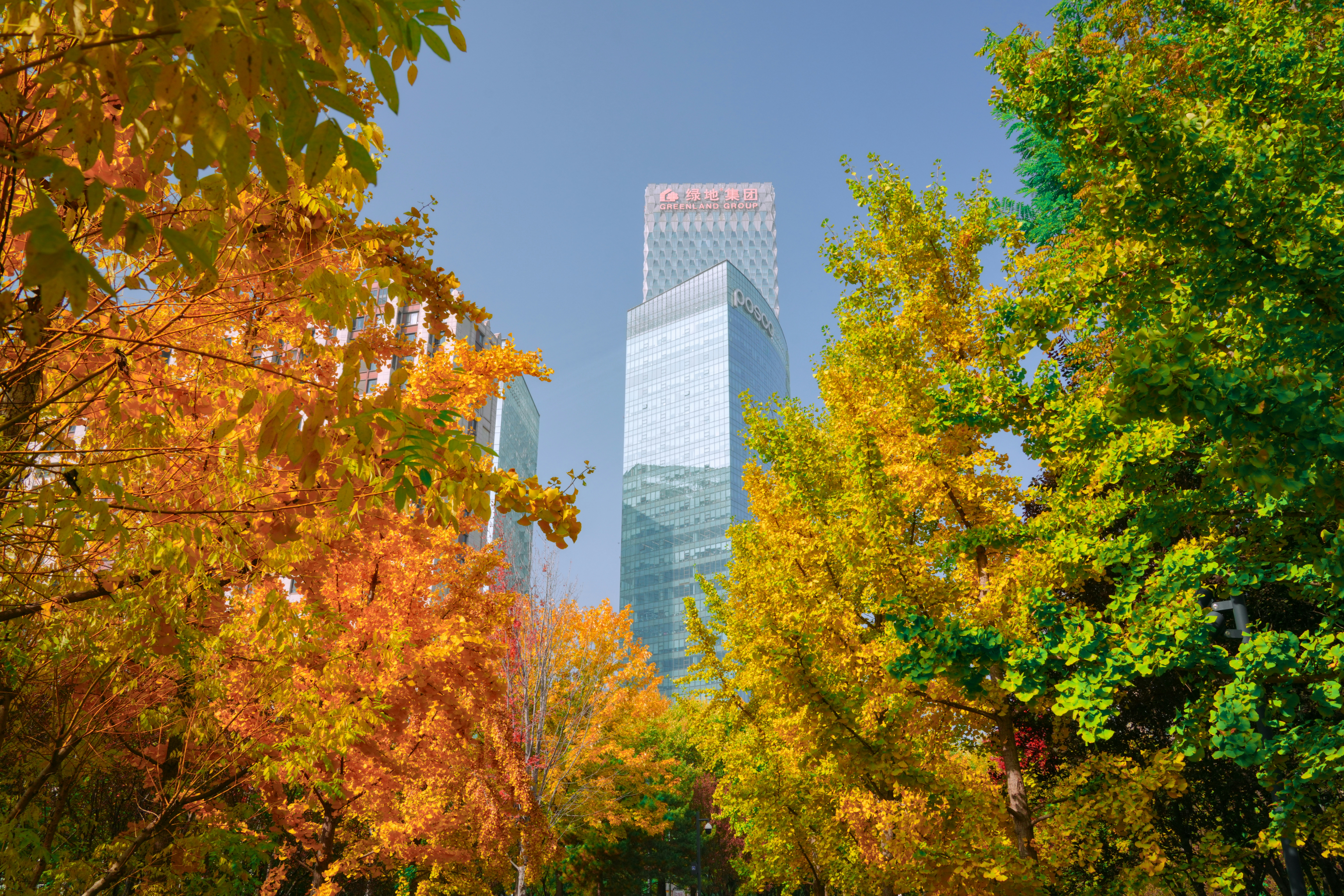 Autumn Framing: Glass Skyline Surrounded by Fall Canopy