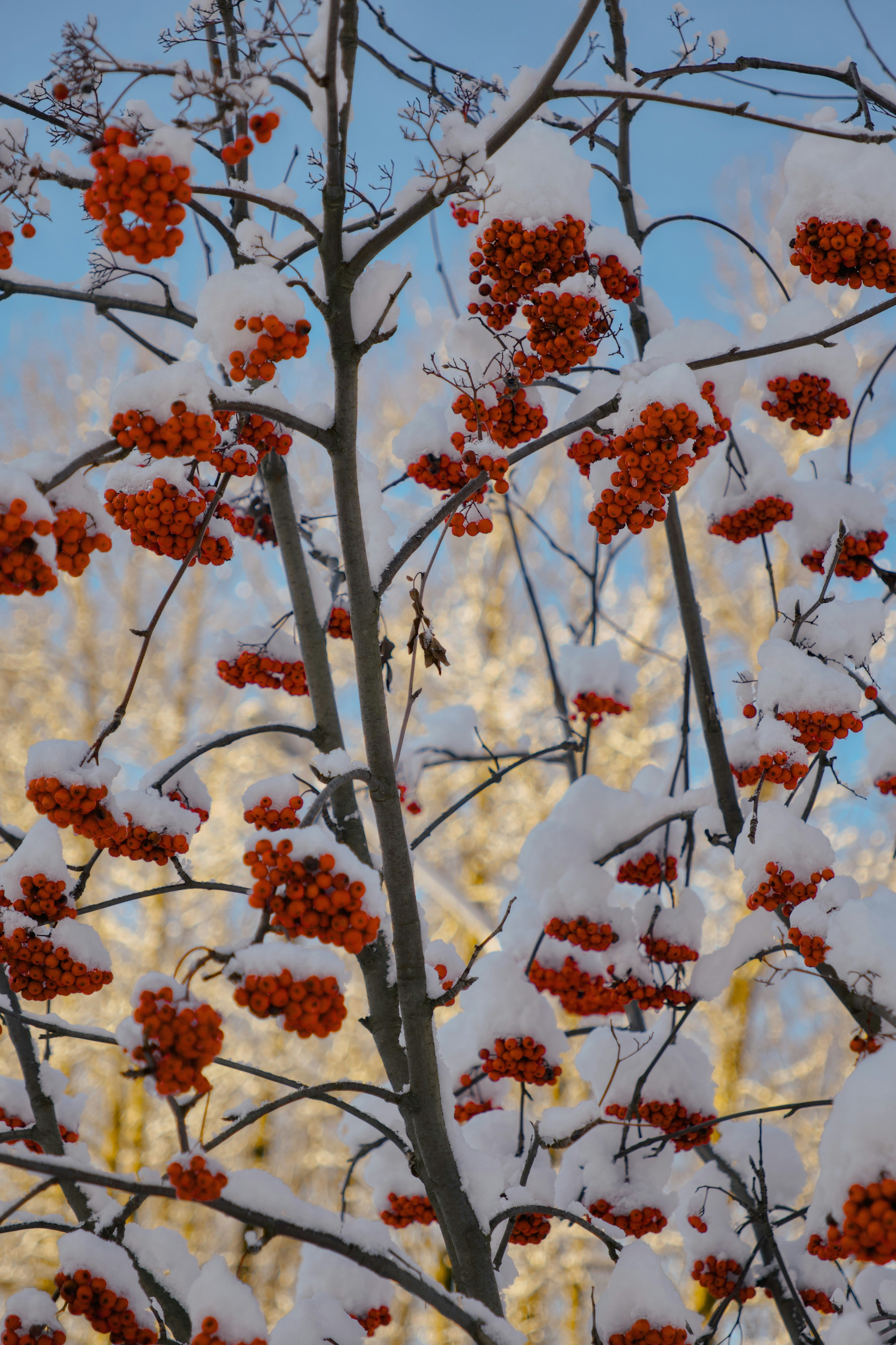 Crimson Berries Crown Snow-Laden Branches Beneath a Winter Blue Sky