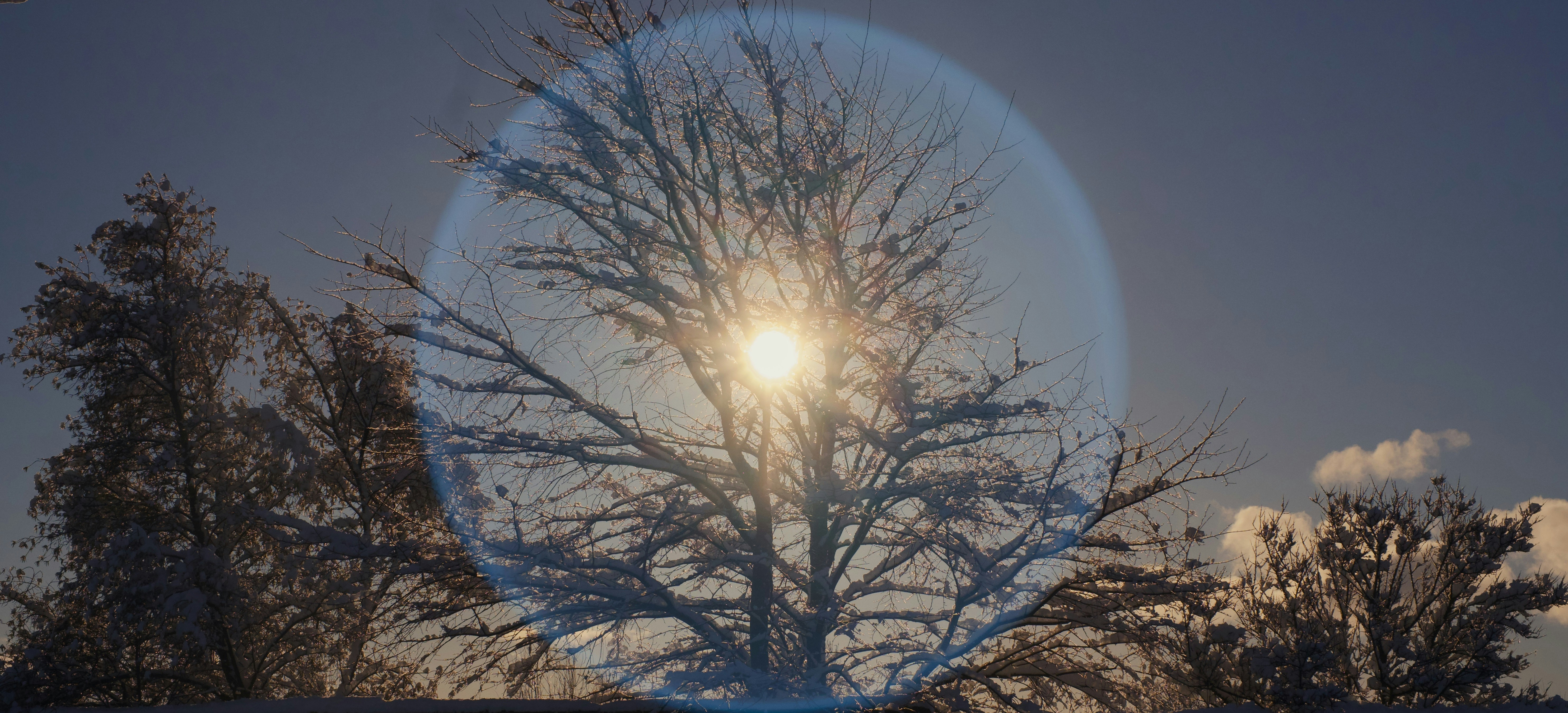 Halo Ring Over Winter Tree Silhouettes