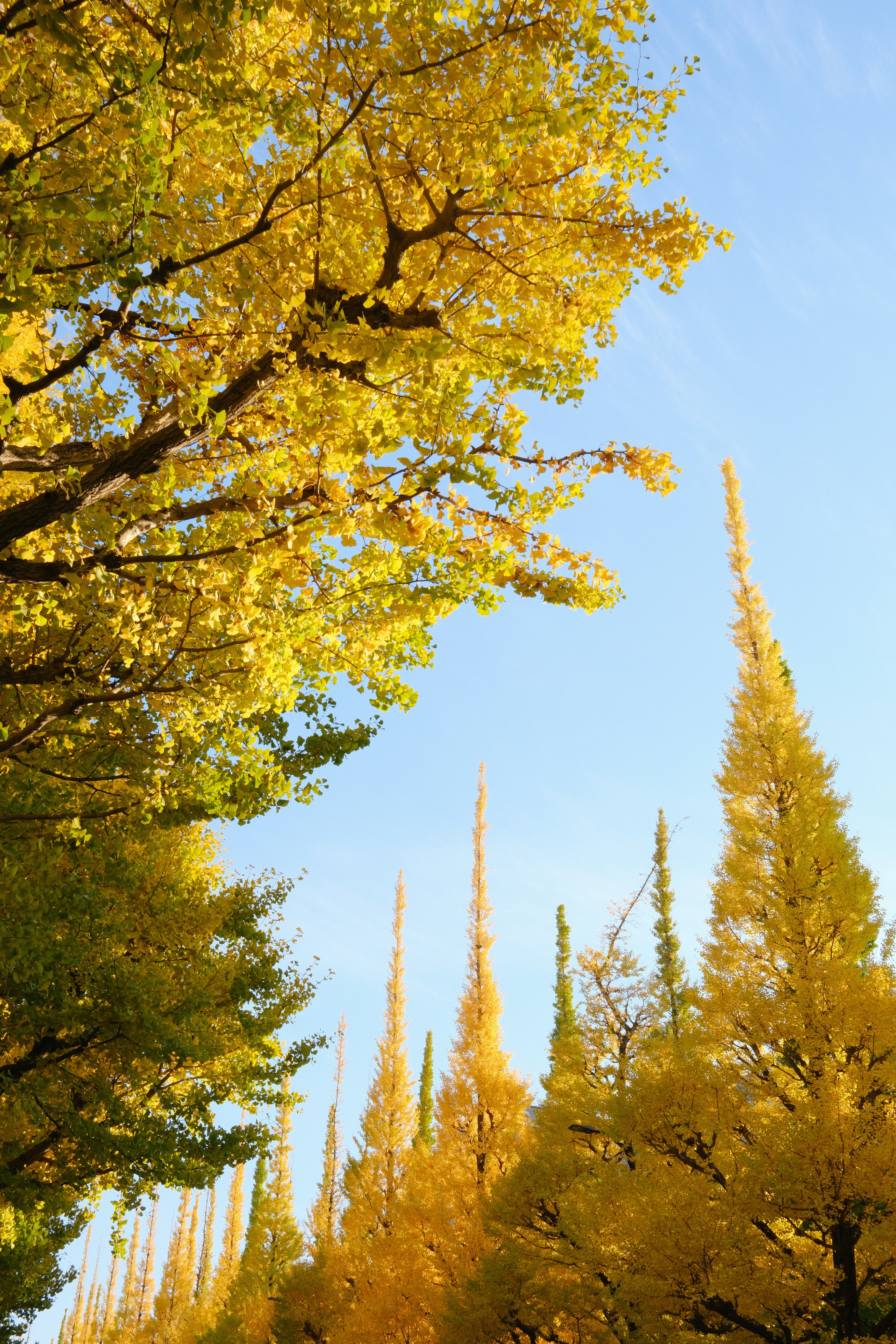 Golden ginkgo trees against a clear blue sky