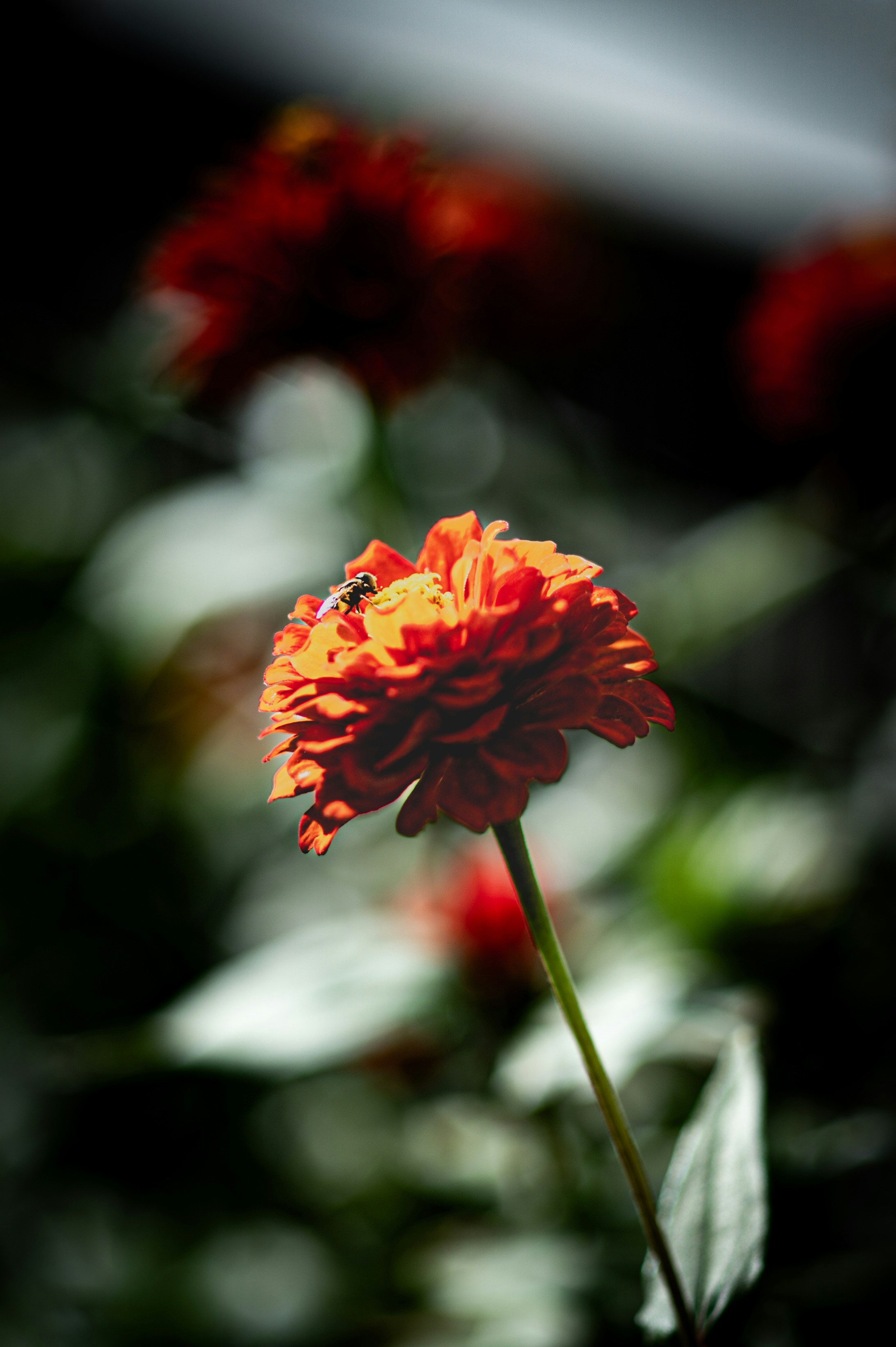 Ember Zinnia in Focus: a Bee Briefly Pauses on a Sunlit Macro Bloom