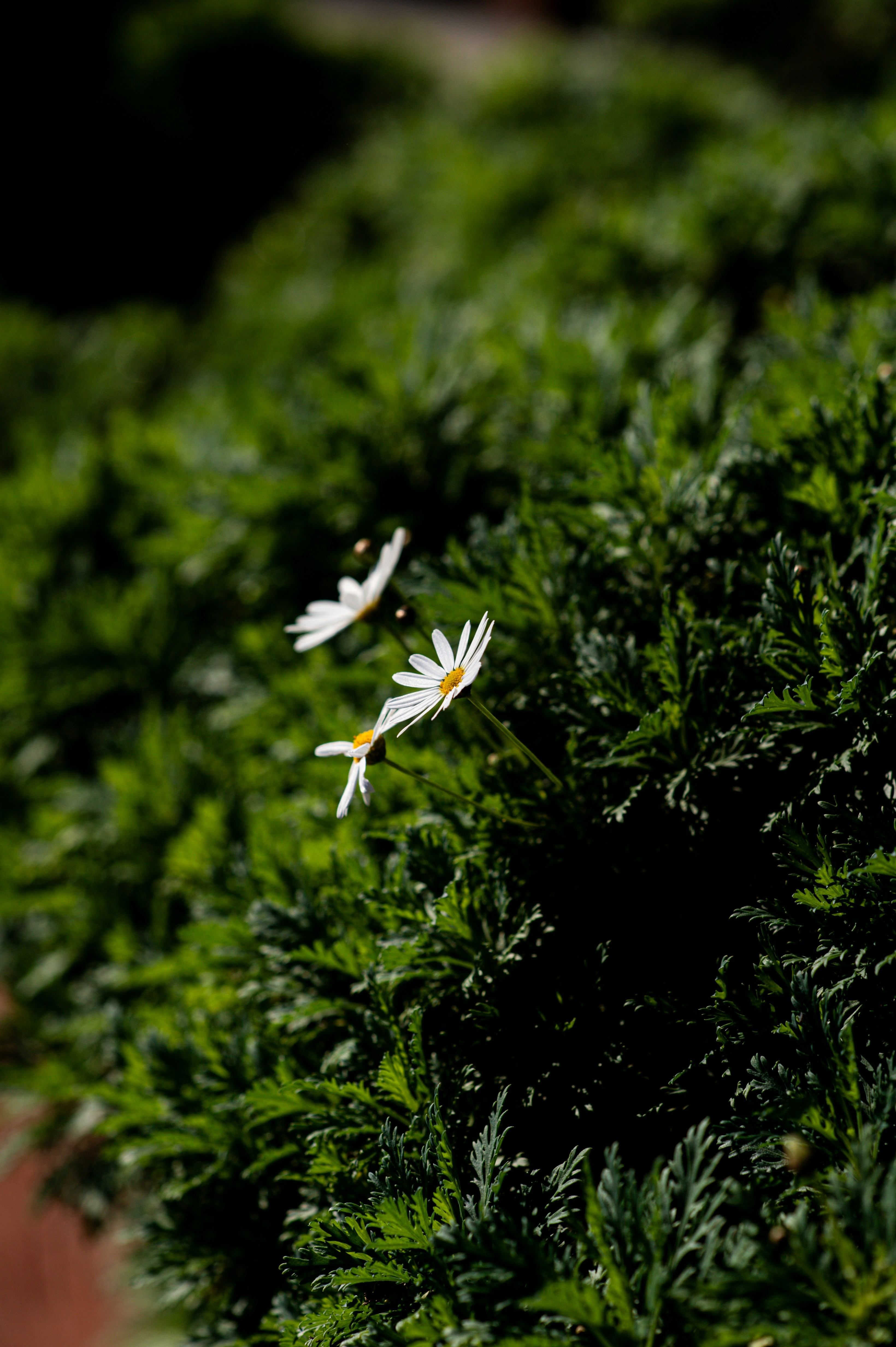 Three White Daisies Against a Velvet Green Hedge