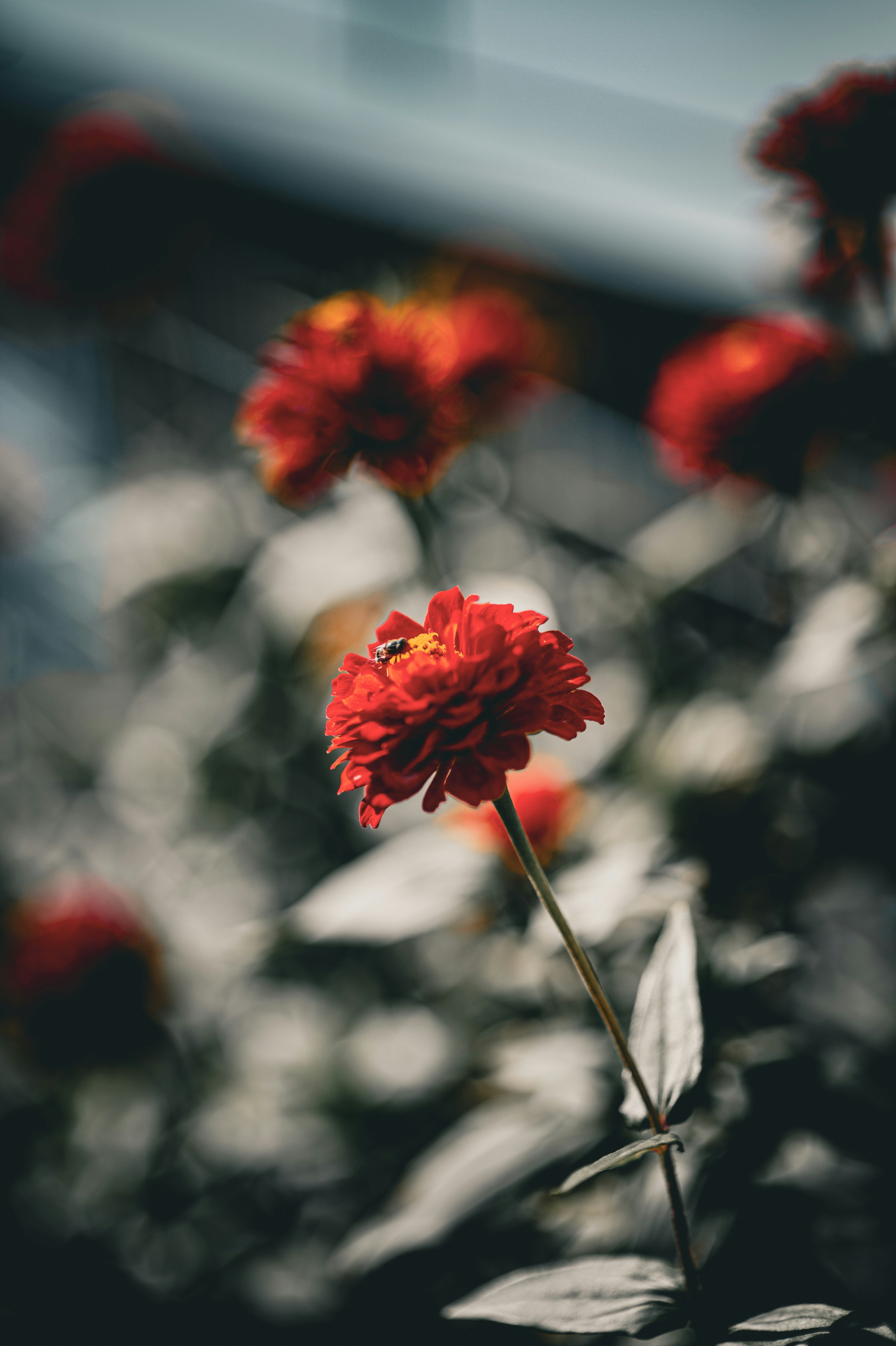 Crimson Blossom in Velvet Bokeh