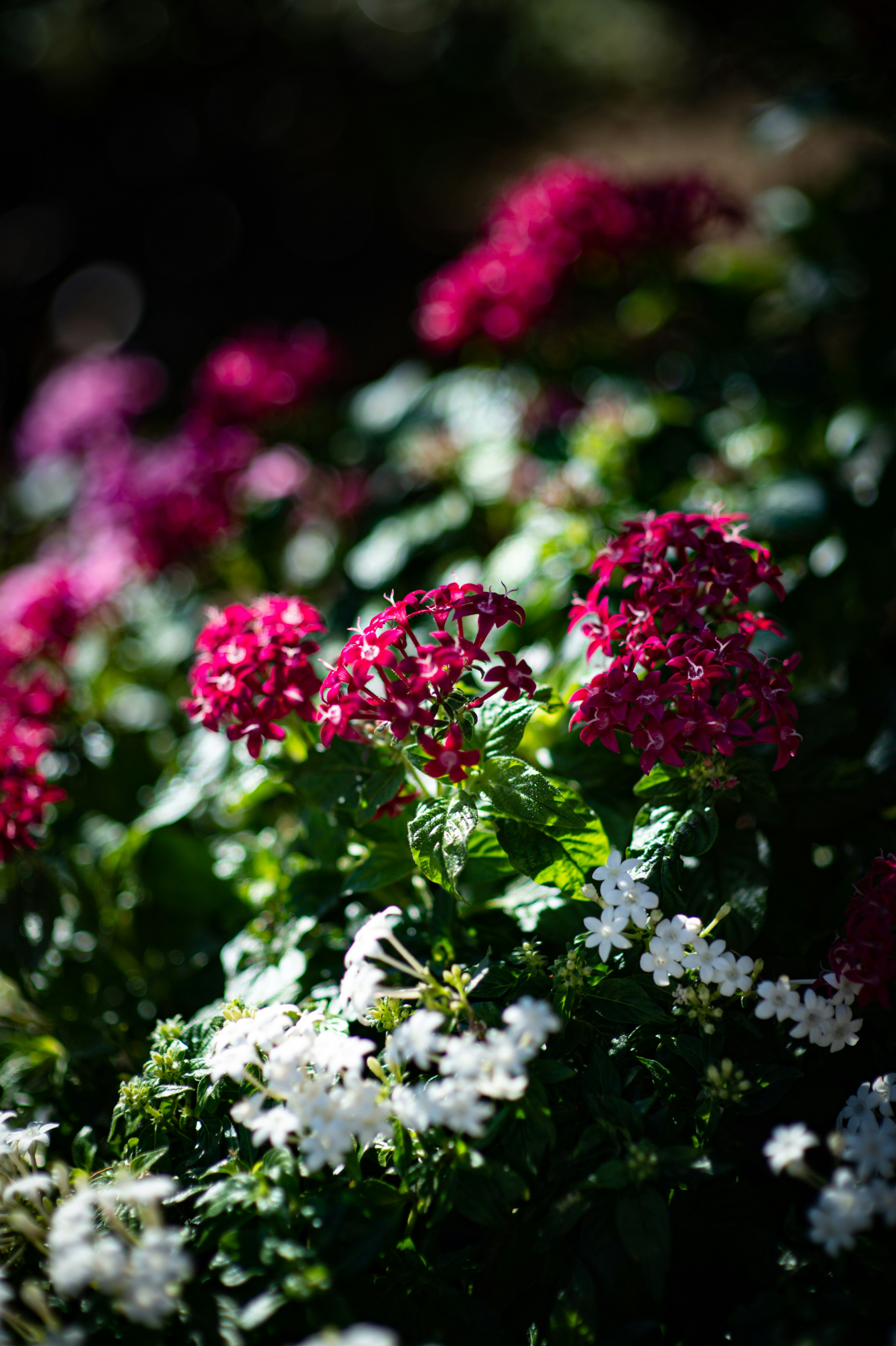 Crimson Clusters in Dappled Light: A Close-Up Garden Moment