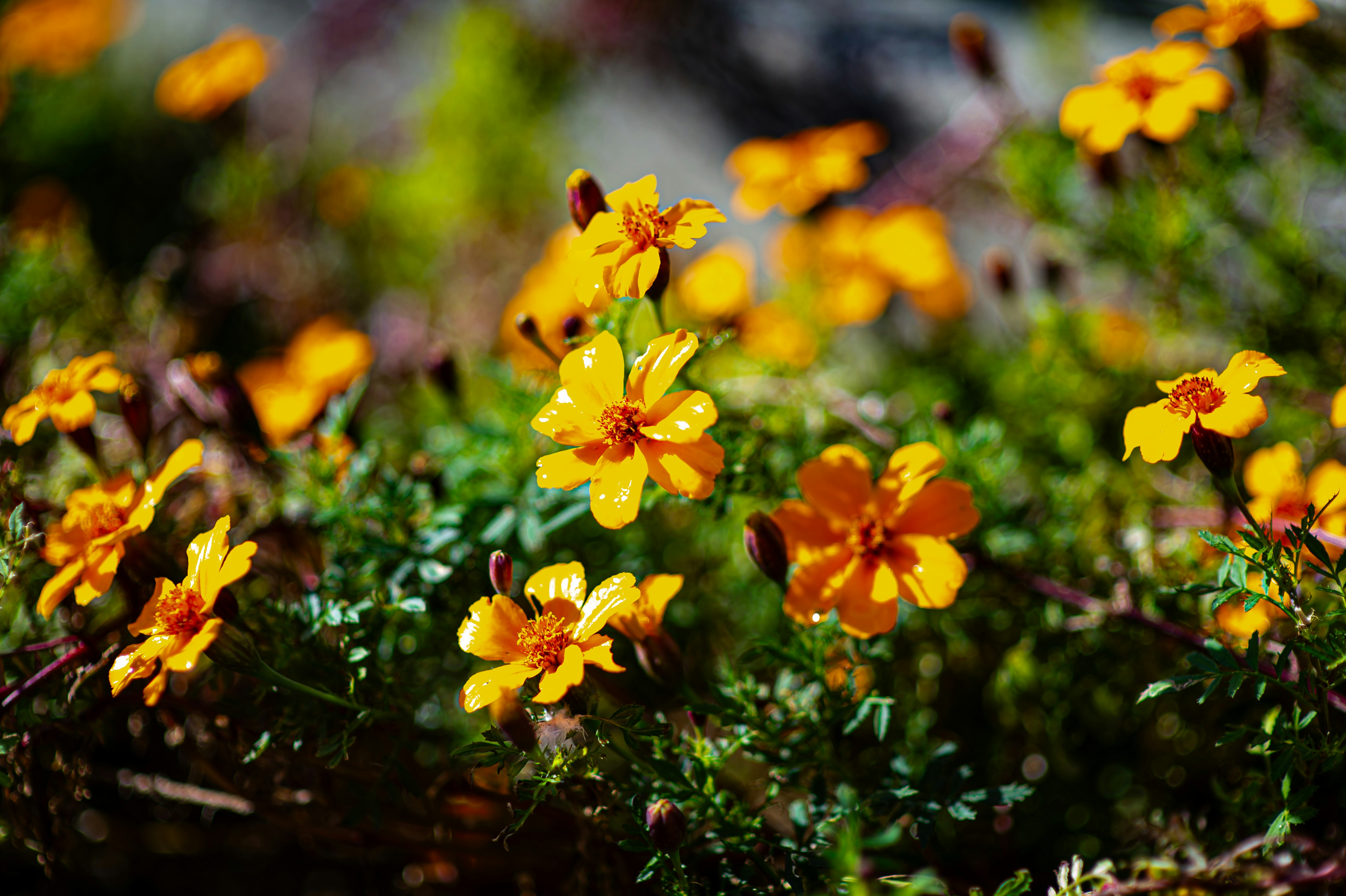 Center Bloom: A Sunlit Patch of Orange Petals in a Quiet Garden