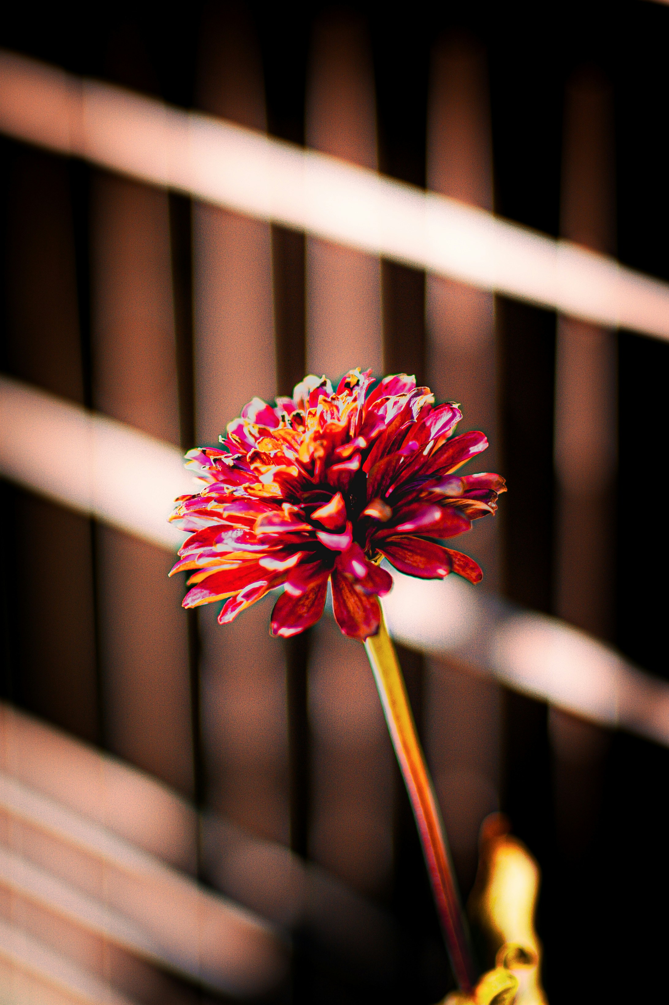 Crimson Bloom Against a Striped Lightscape