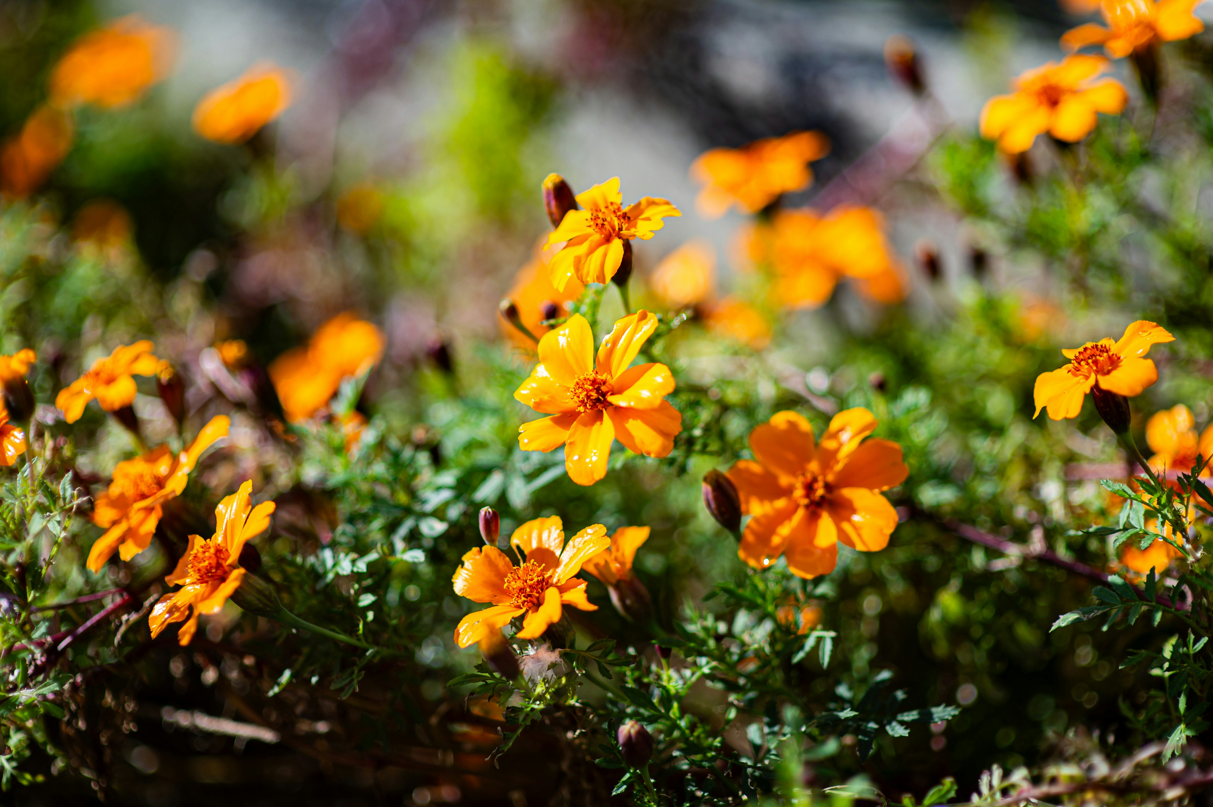 Photo by 5010 with Nikon Df