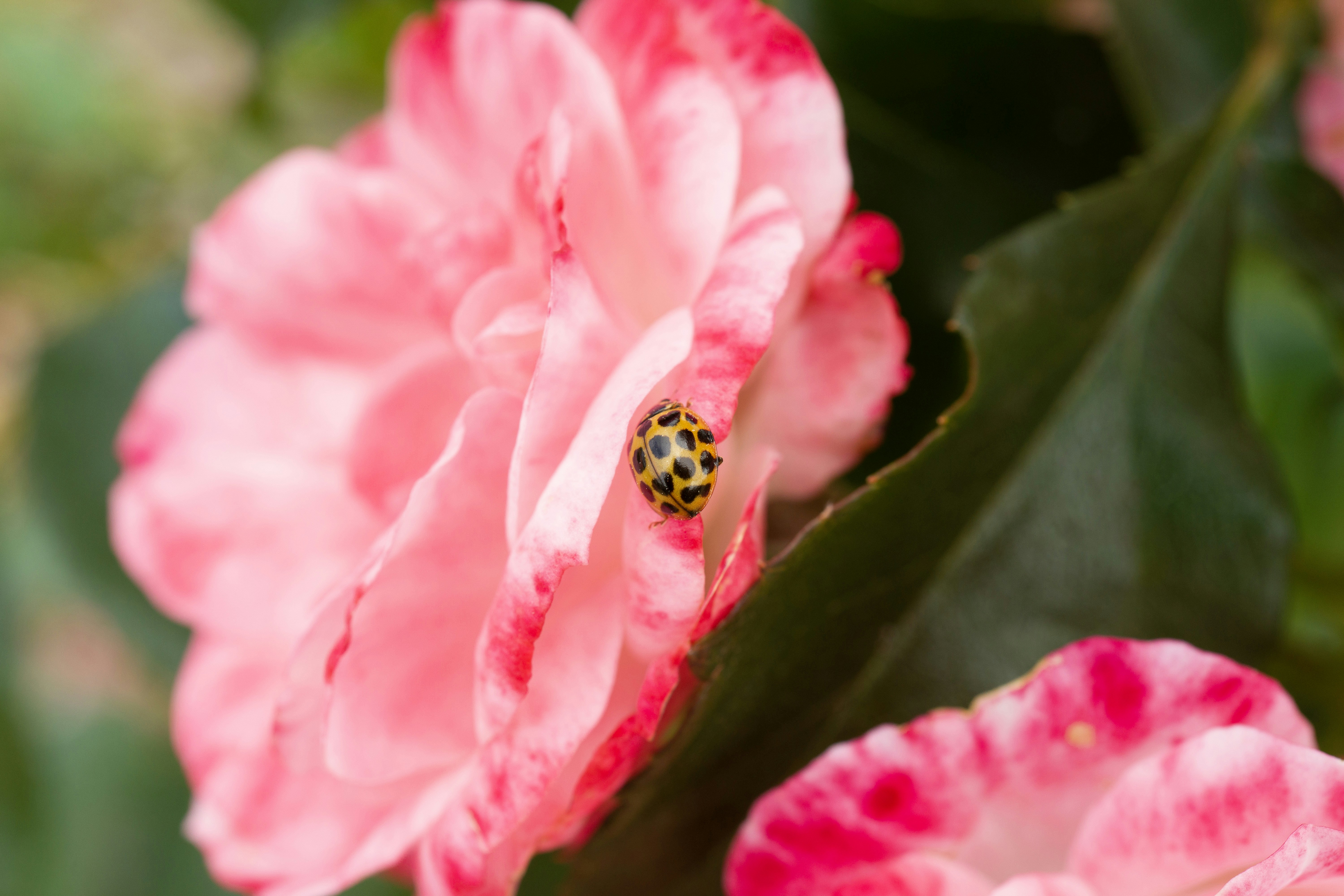 Dappled Spotlight: A Ladybug Pauses on a Pink Camellia