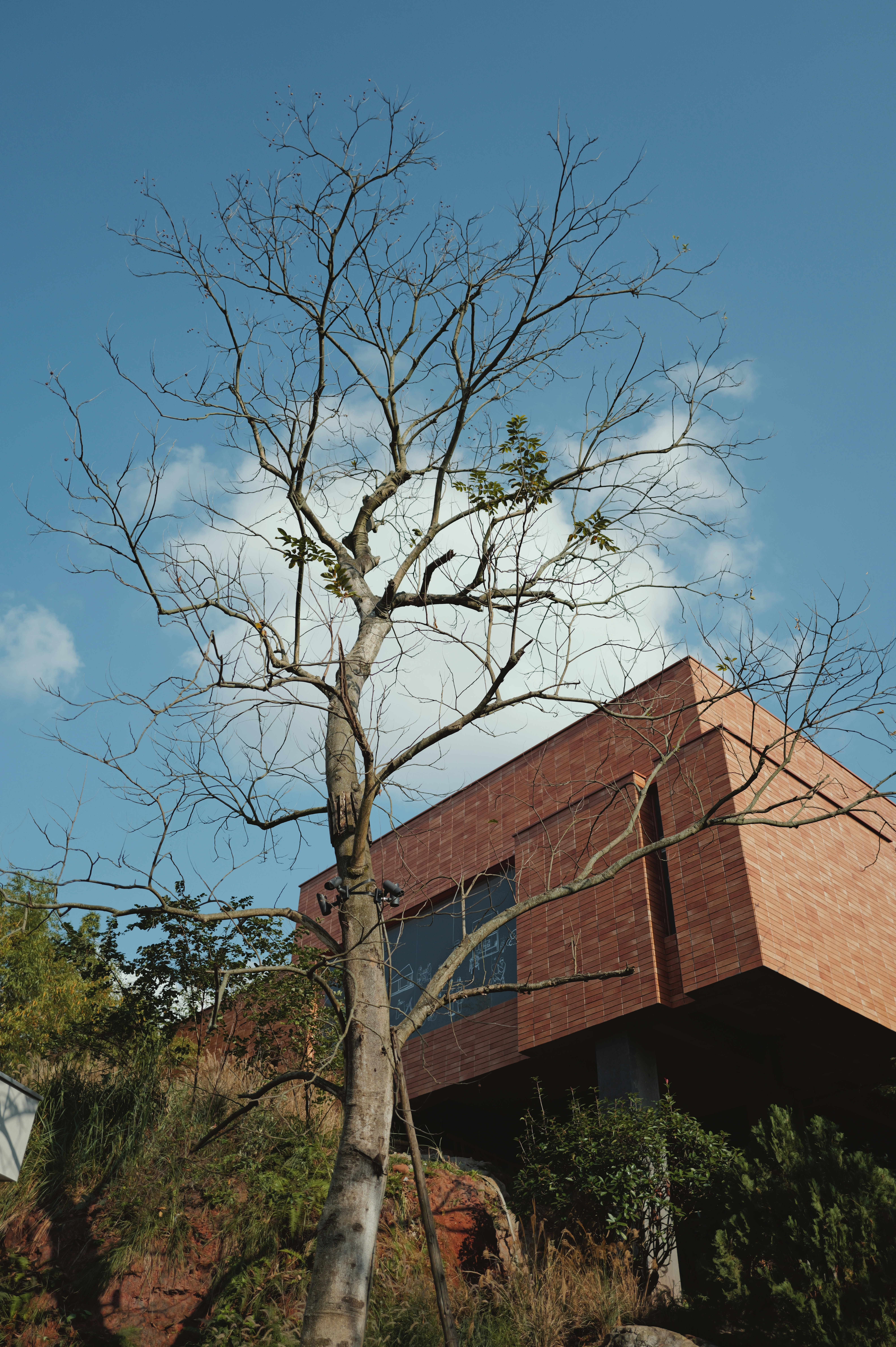 Bare Tree Framing a Modern Brick Studio Under a Clear Azure Sky