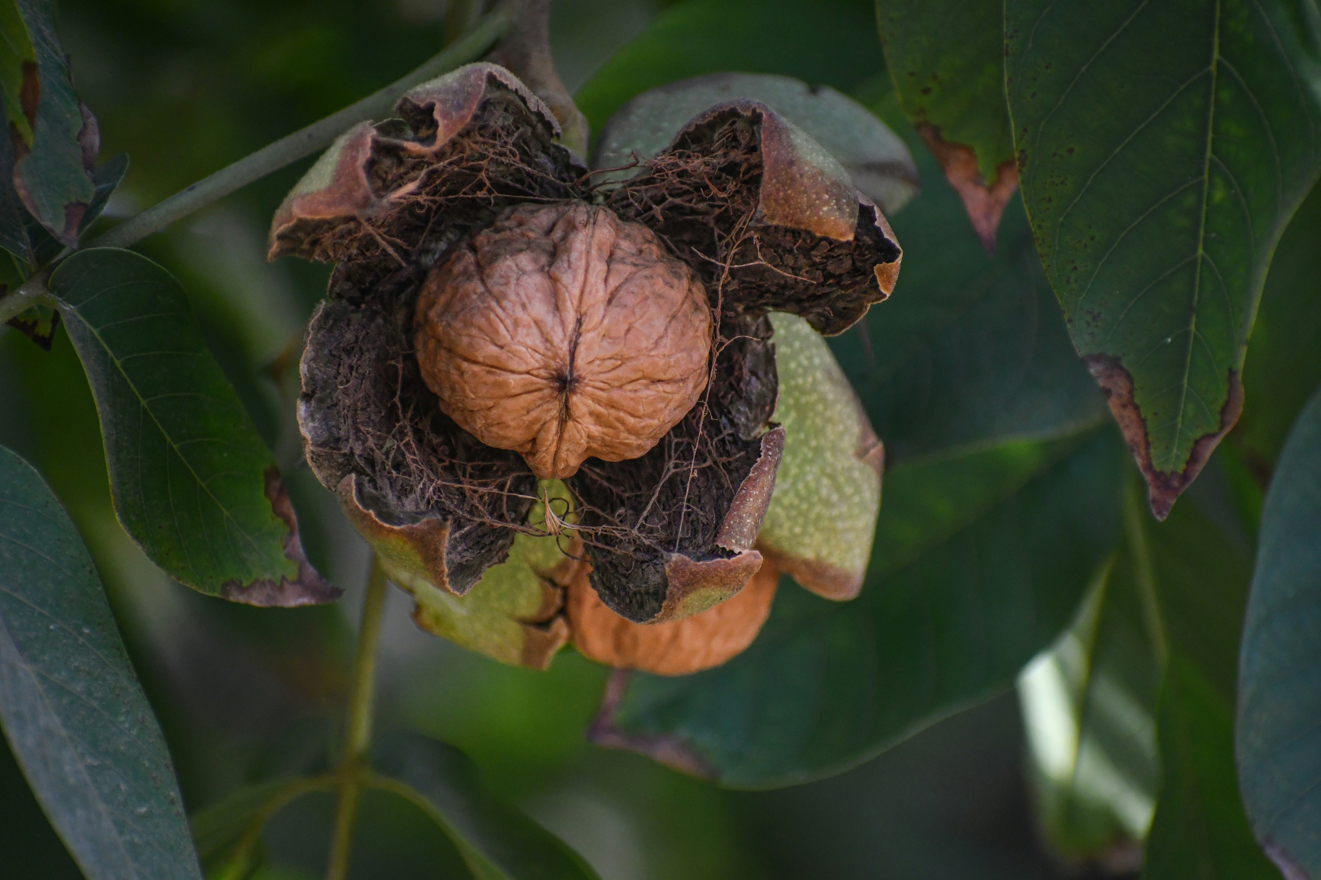 Macro Portrait of a Dried Pod Framed by Verdant Leaves