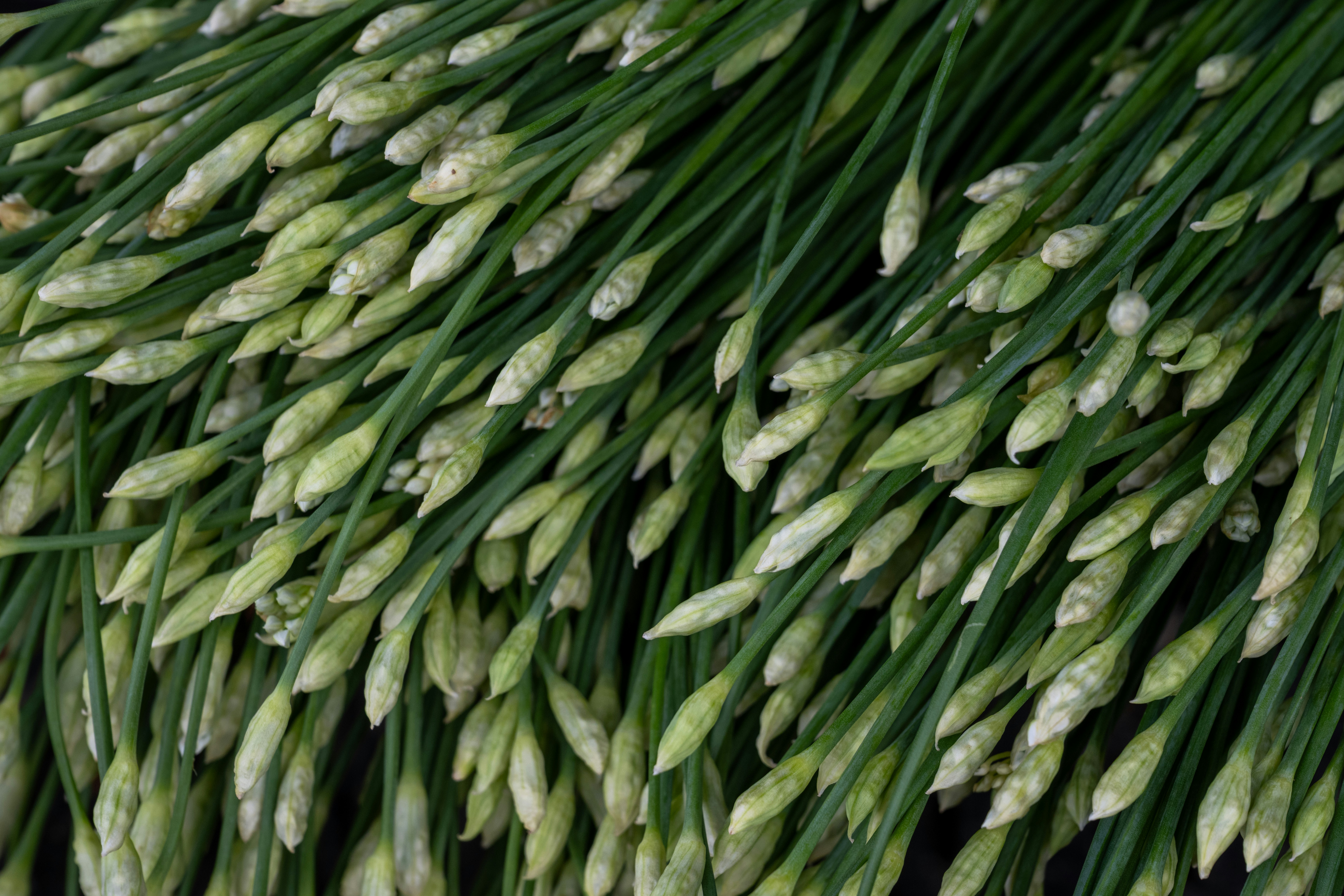 Green flower abstract