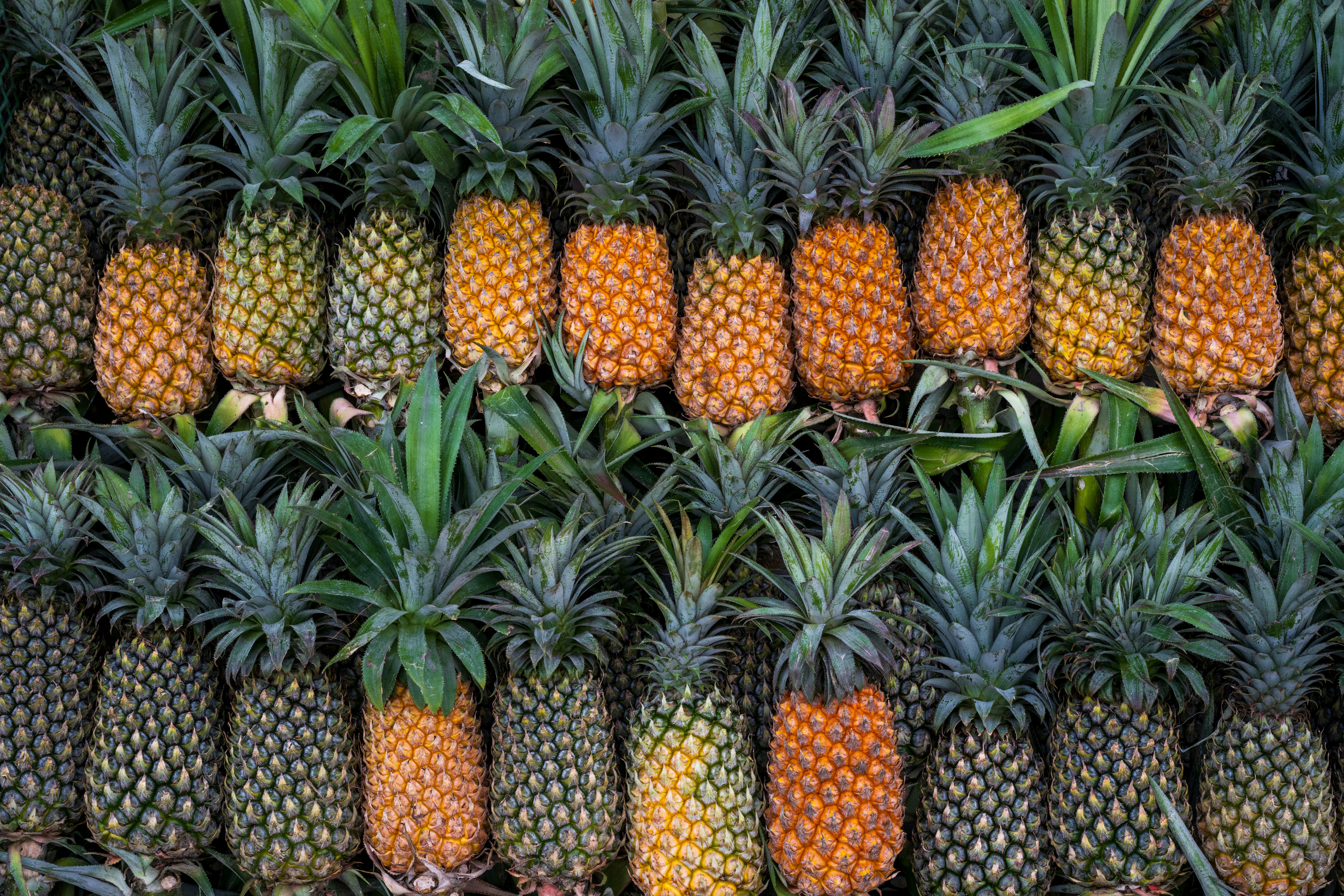 Symmetrical Pineapple Row: A Textured Grid of Golden Fruits