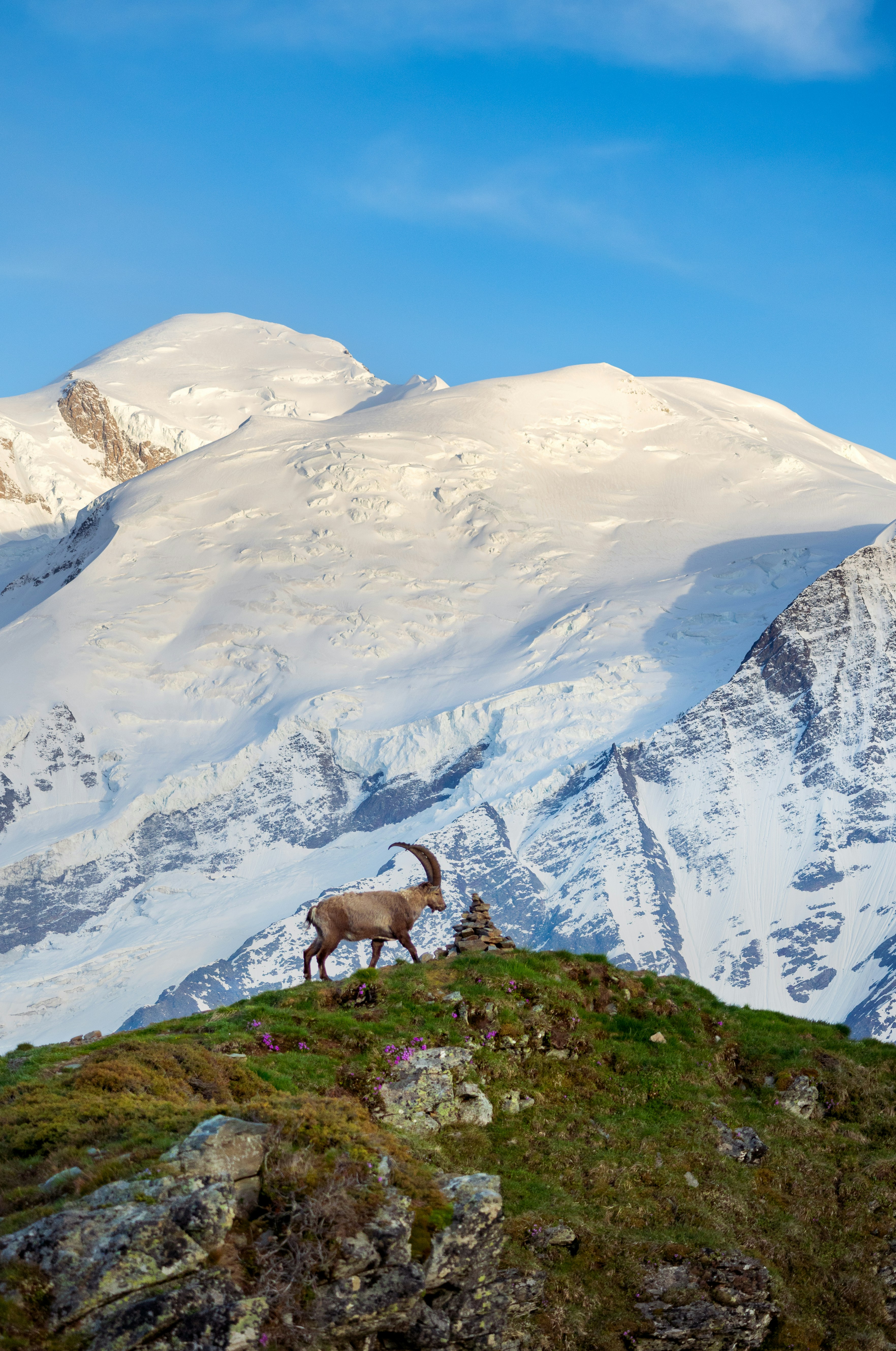 Ibex on the Alpine Crest Beneath Snowbound Giants
