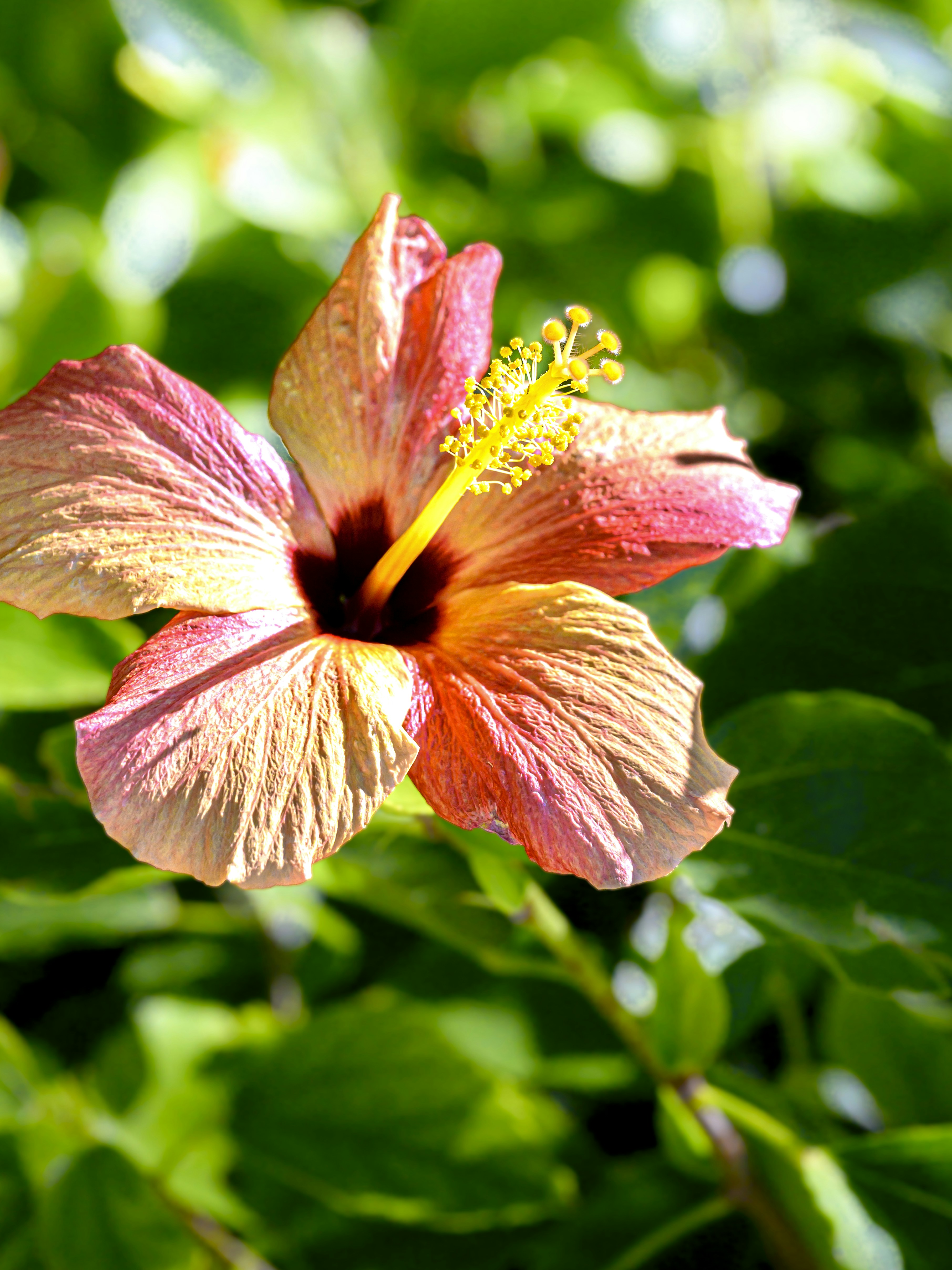 Hibiscus in Focus: Coral Petals and a Golden Stamen