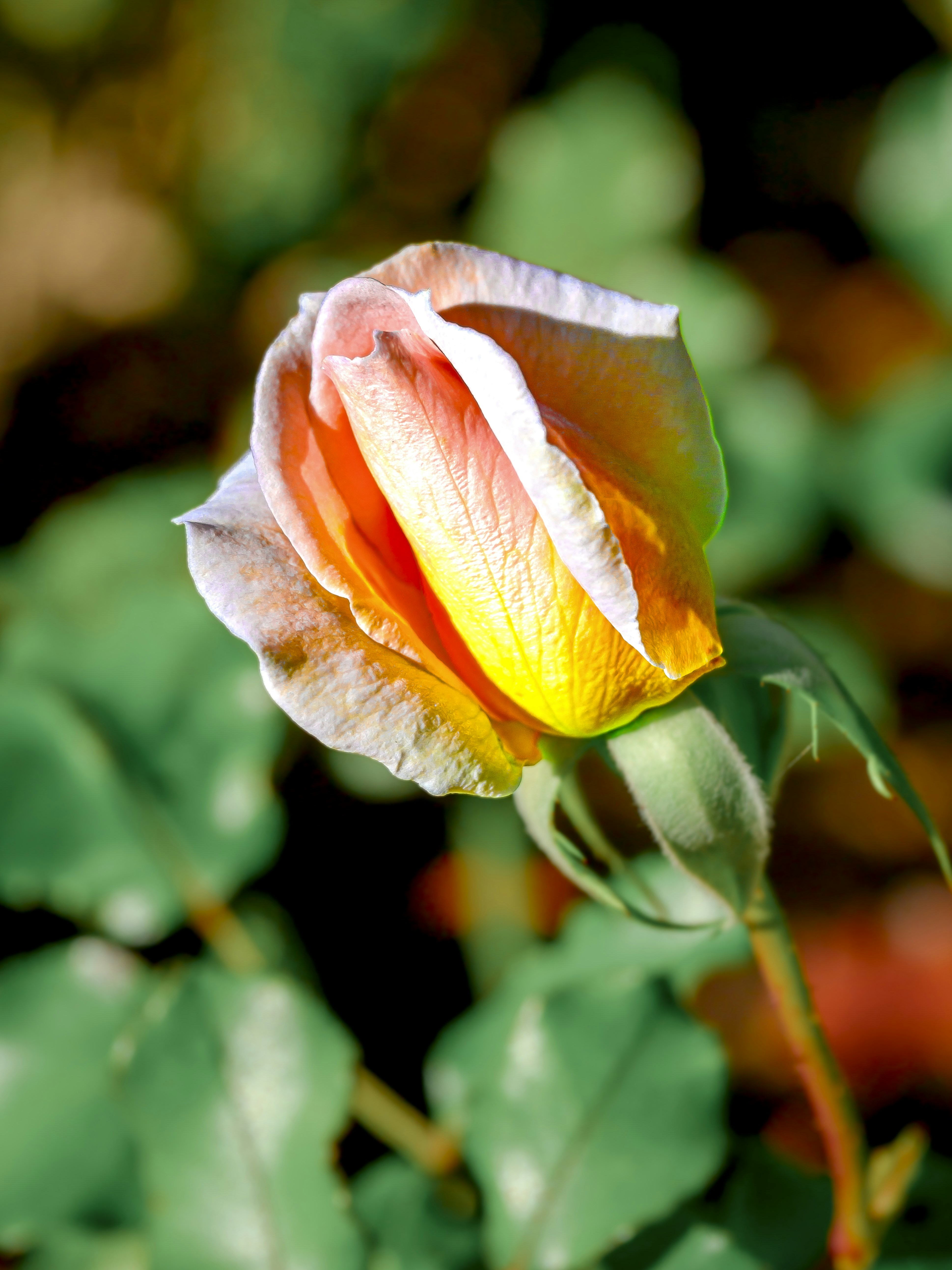 Peach Rosebud in Focus: A Macro Portrait of Warm Petal Glow