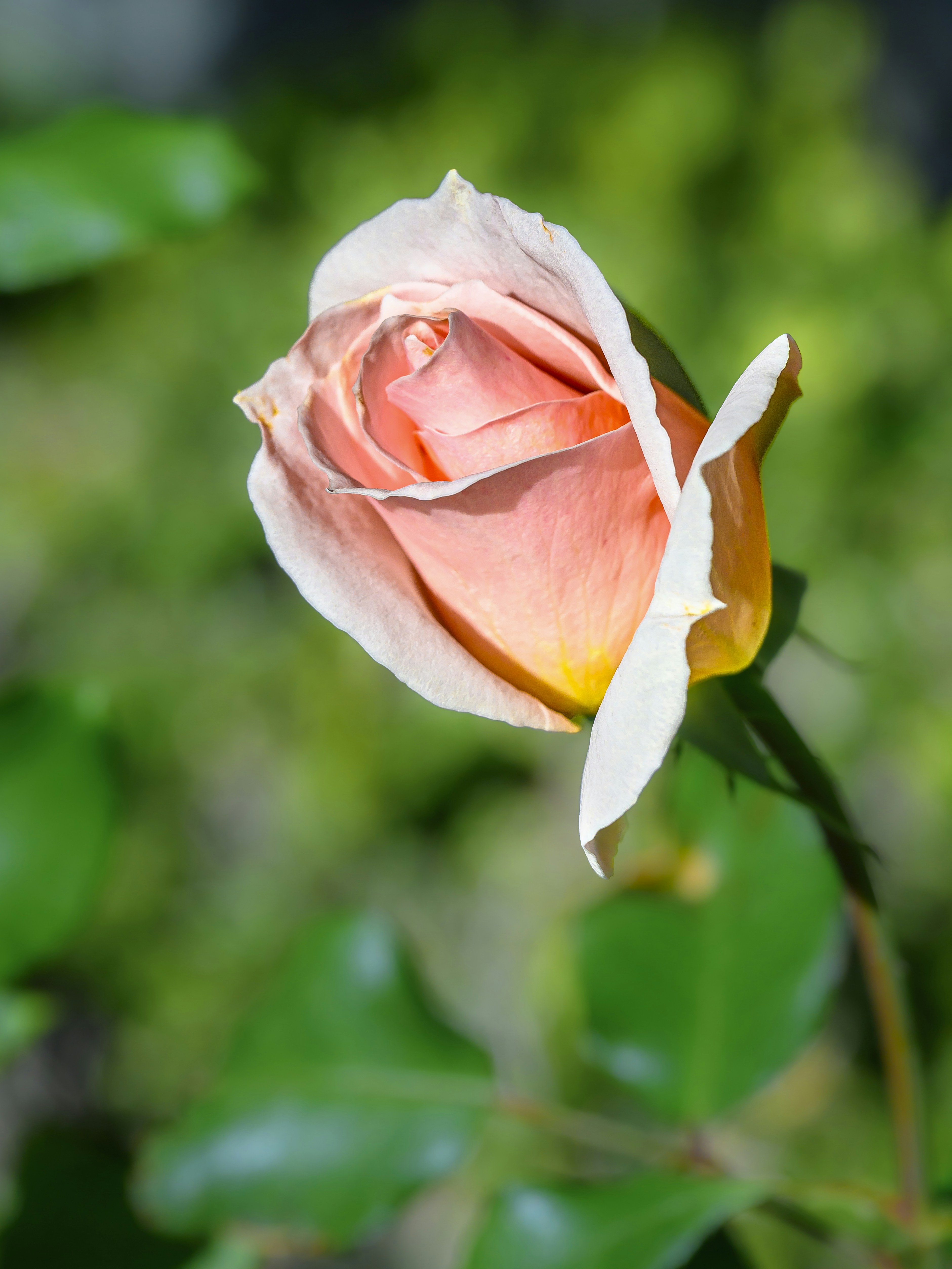 Photo by Philippe BONTEMPS with Nikon Z6 III