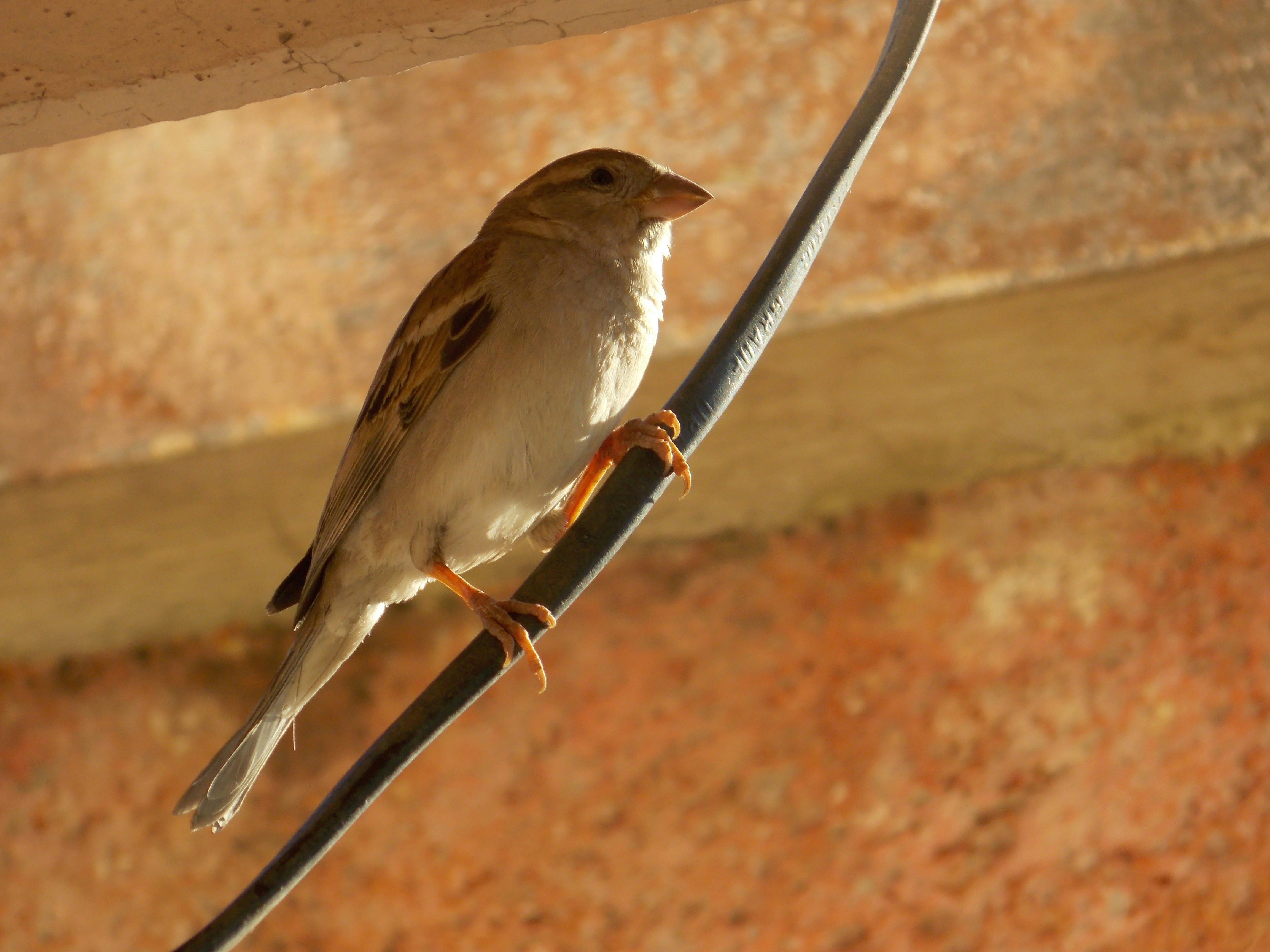 A small bird Sparrow perched on a wire, basking in the warm sunlight