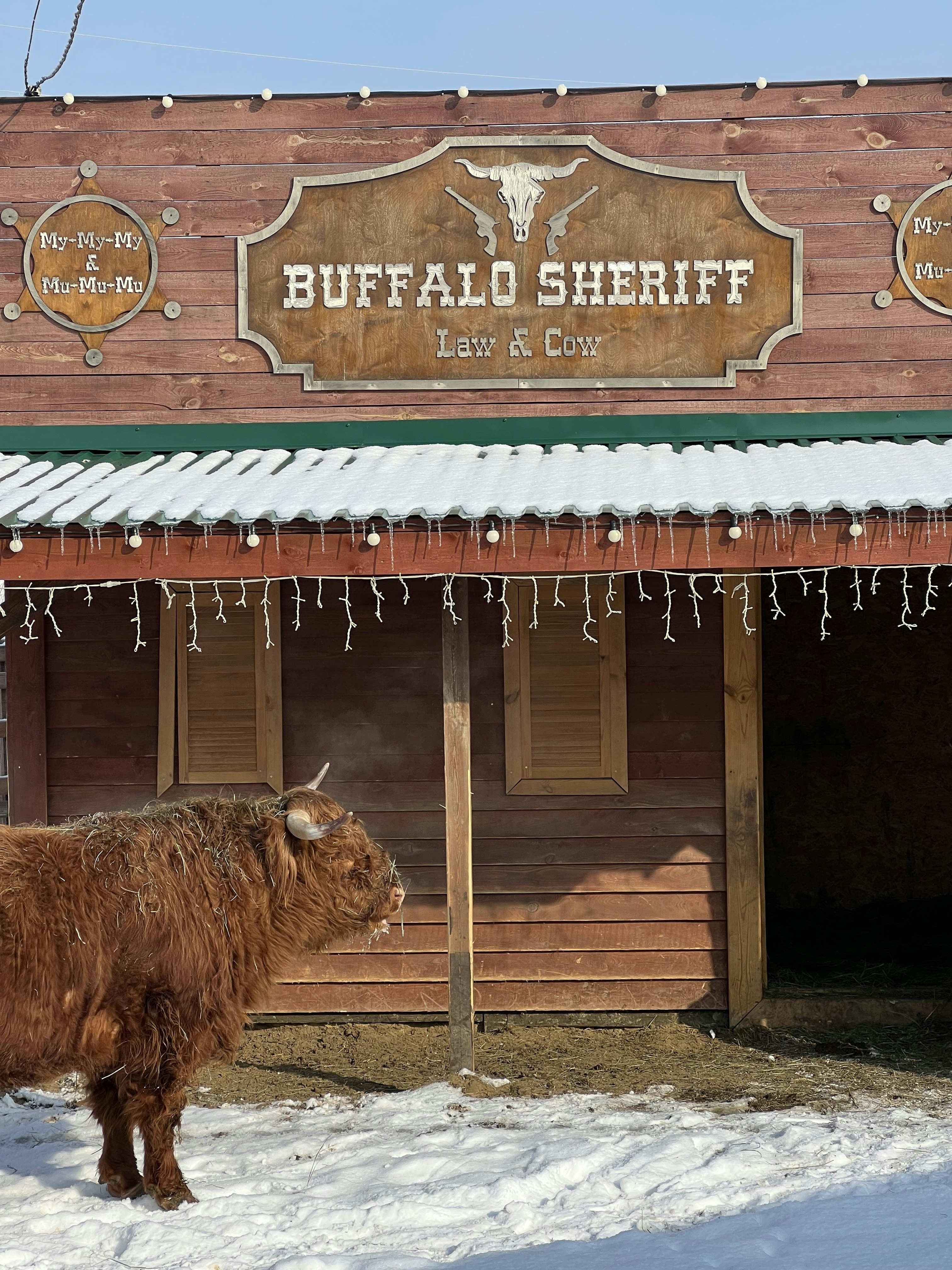 A shaggy cow stands in snow outside buffalo sheriff building. photo ...