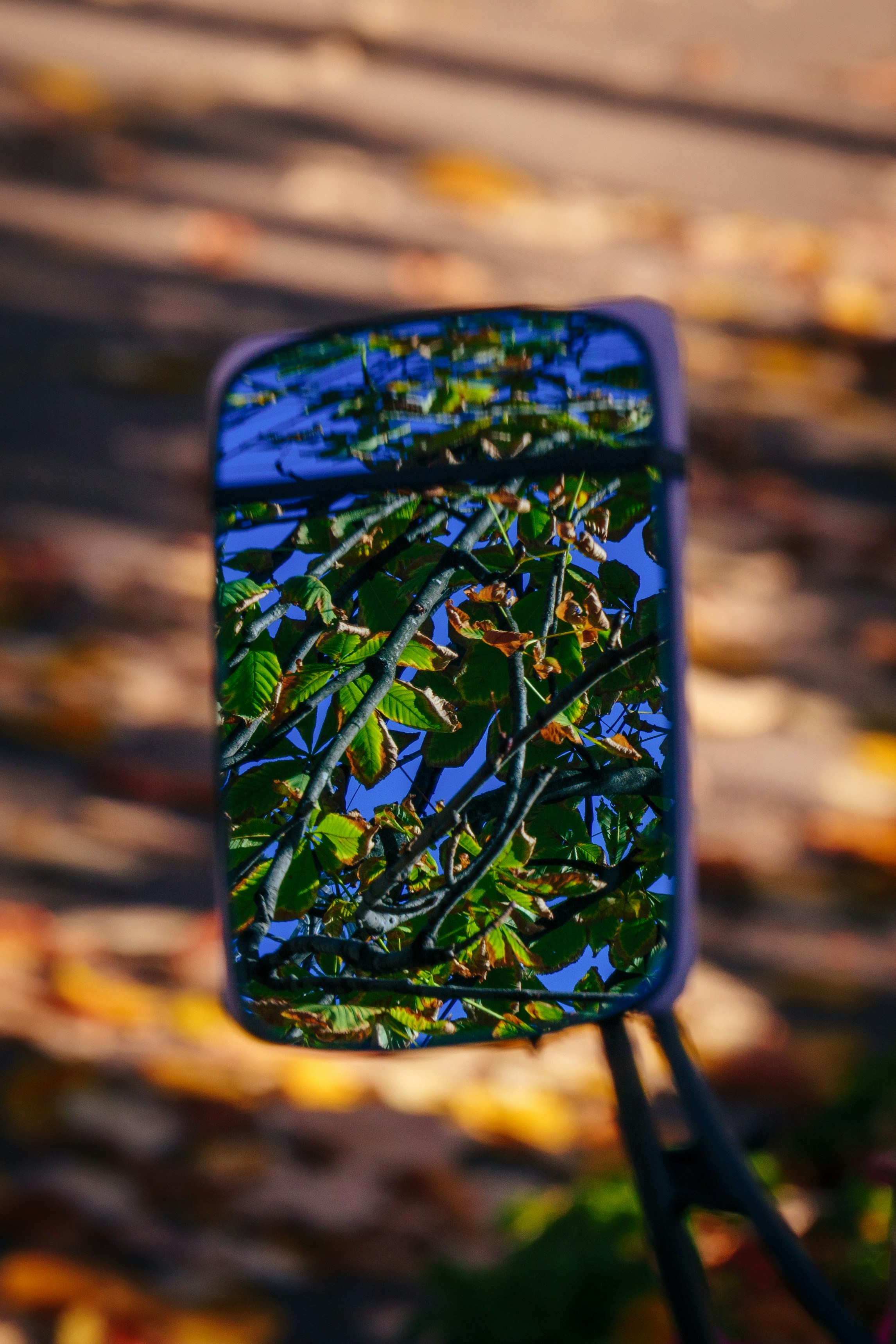 Leaves in Reflection: A Smartphone Screen Framing Fall