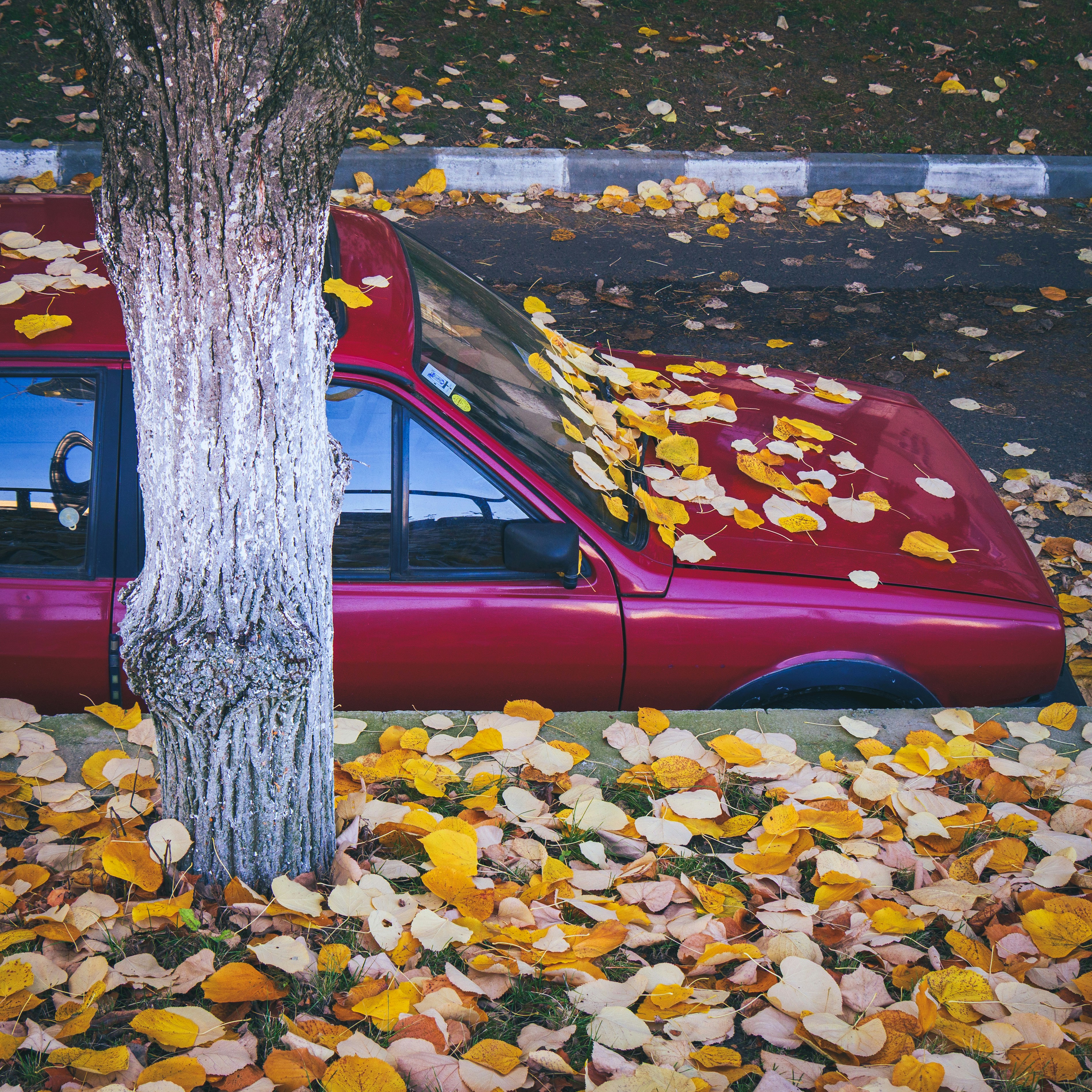 Crimson Sedan Veiled by Autumn Gold