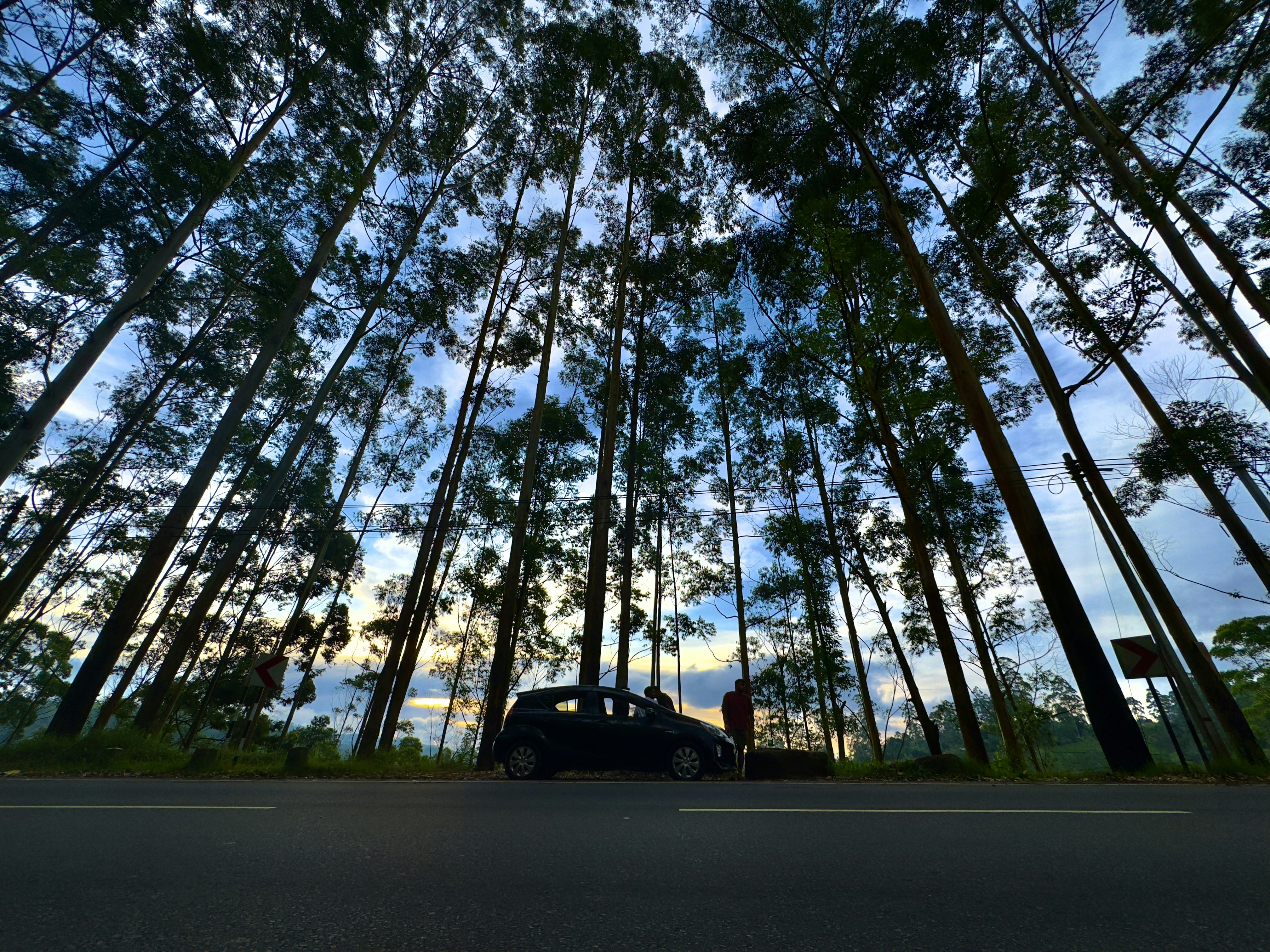 Roadside Rendezvous Under a Cathedral of Pines