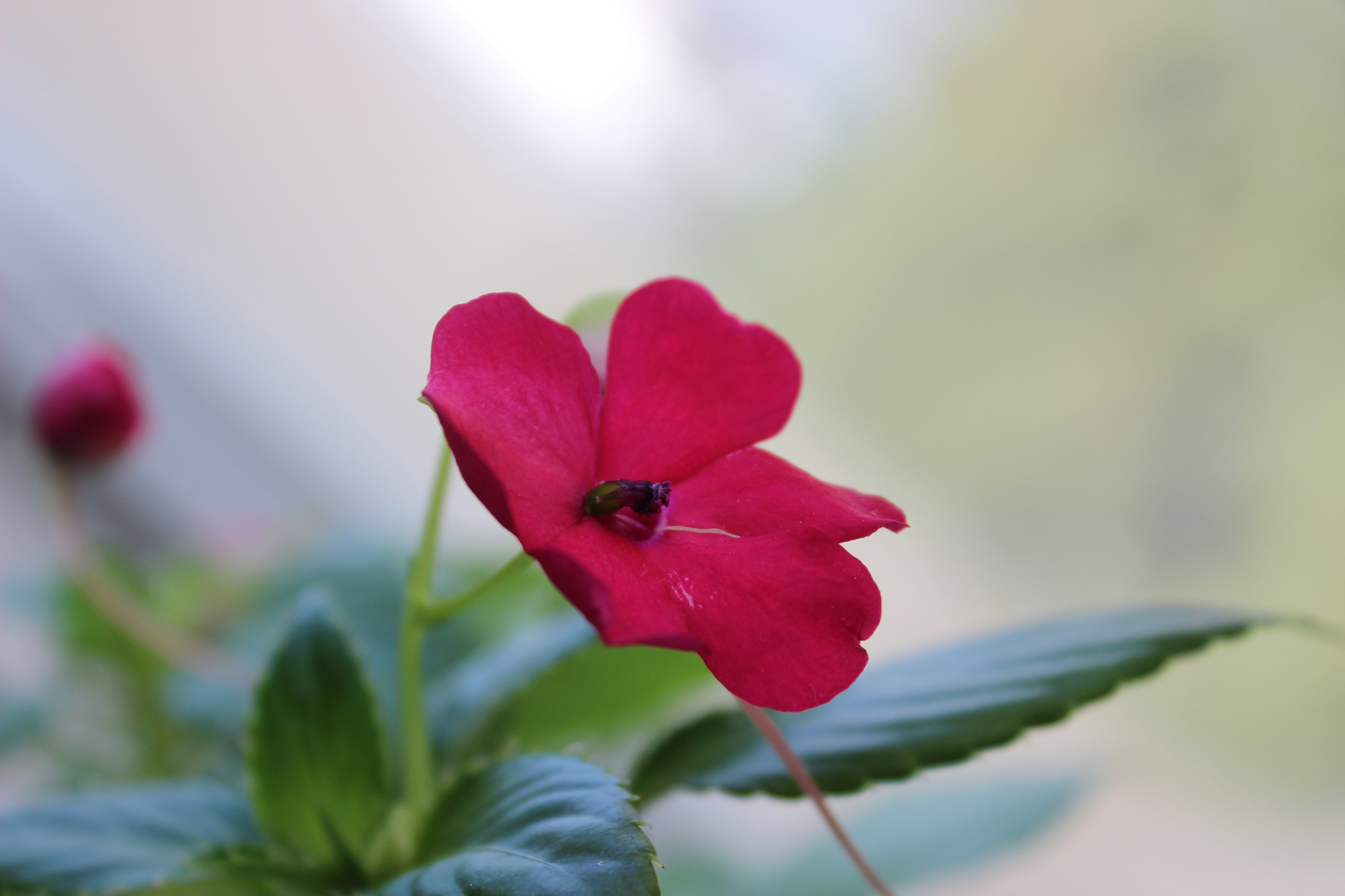 Photo by Mahsati Jalilli with Canon EOS 600D