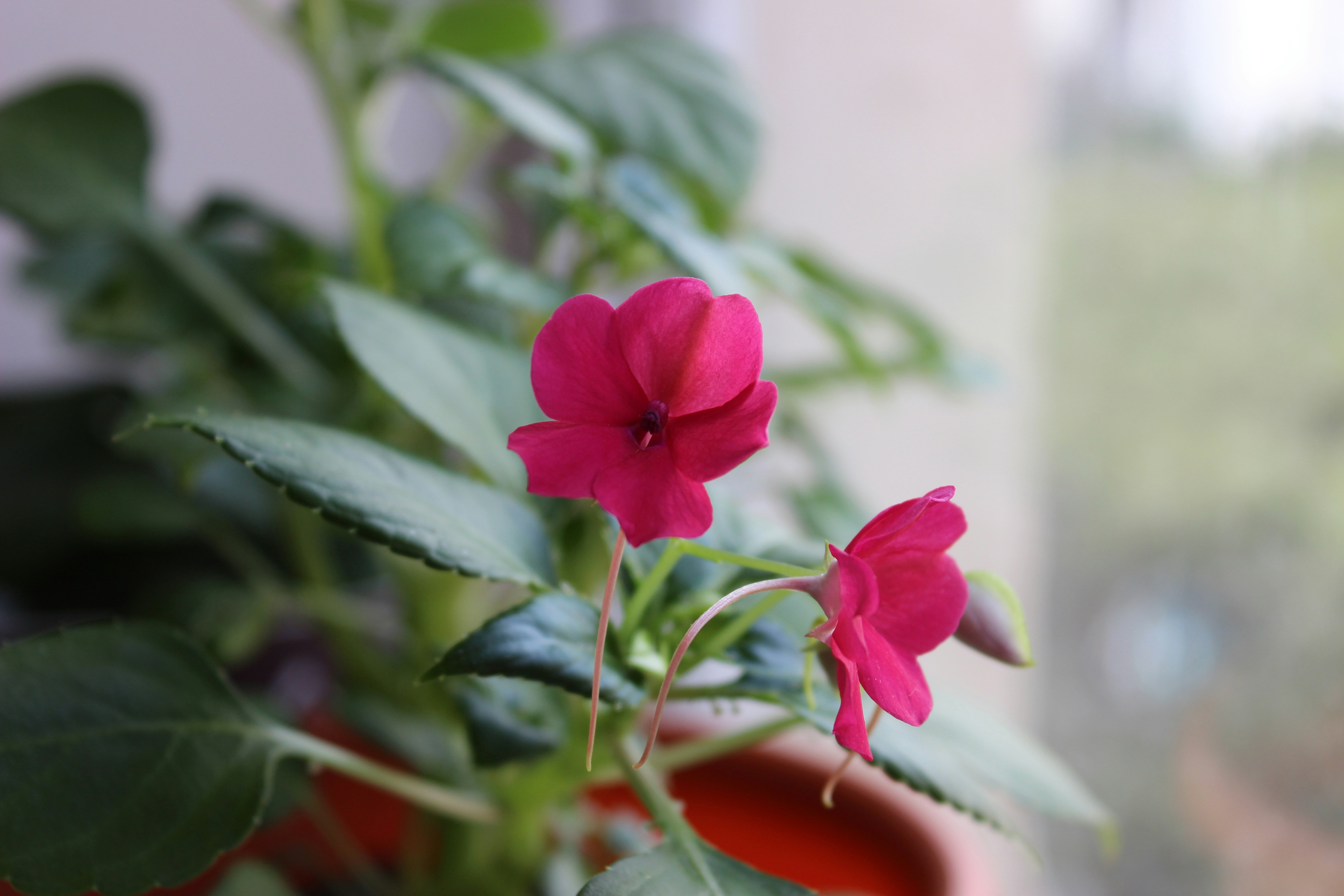 Crimson Begonia in Soft Focus on a Quiet Balcony