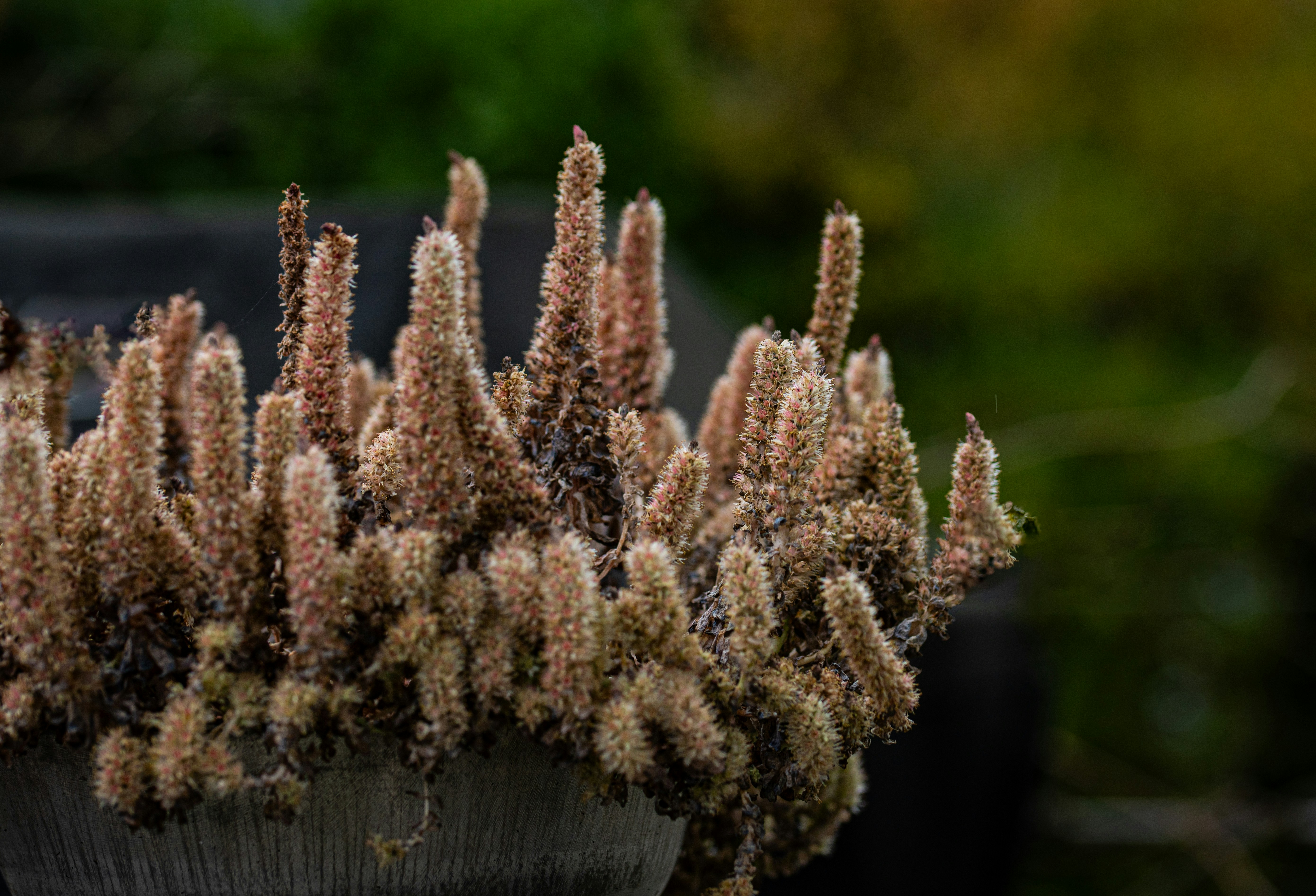 Amber Catkins in a Weathered Planter