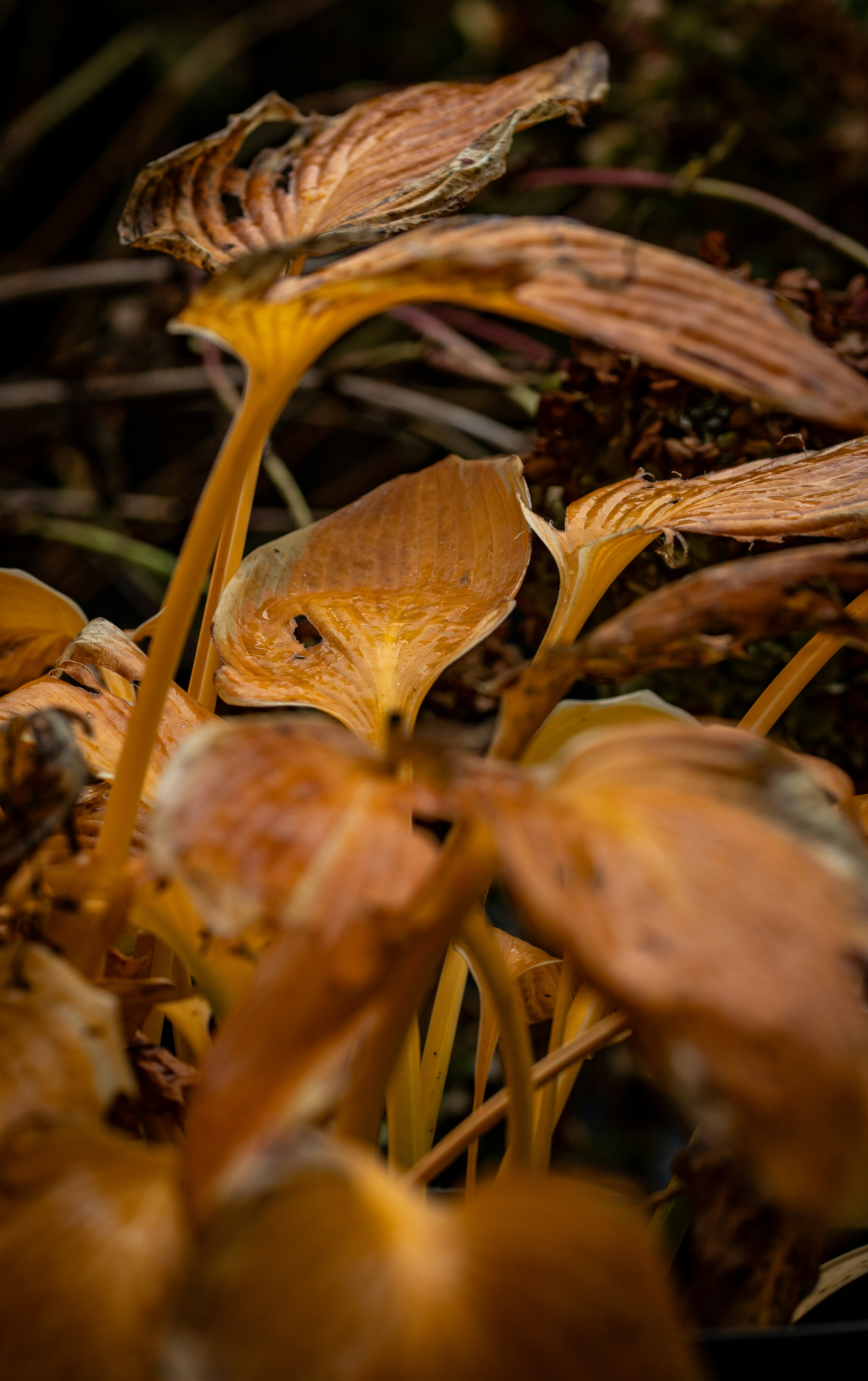 Amber Stems Among Rusted Caps: a Close-Up of a Woodland Fungus Cluster