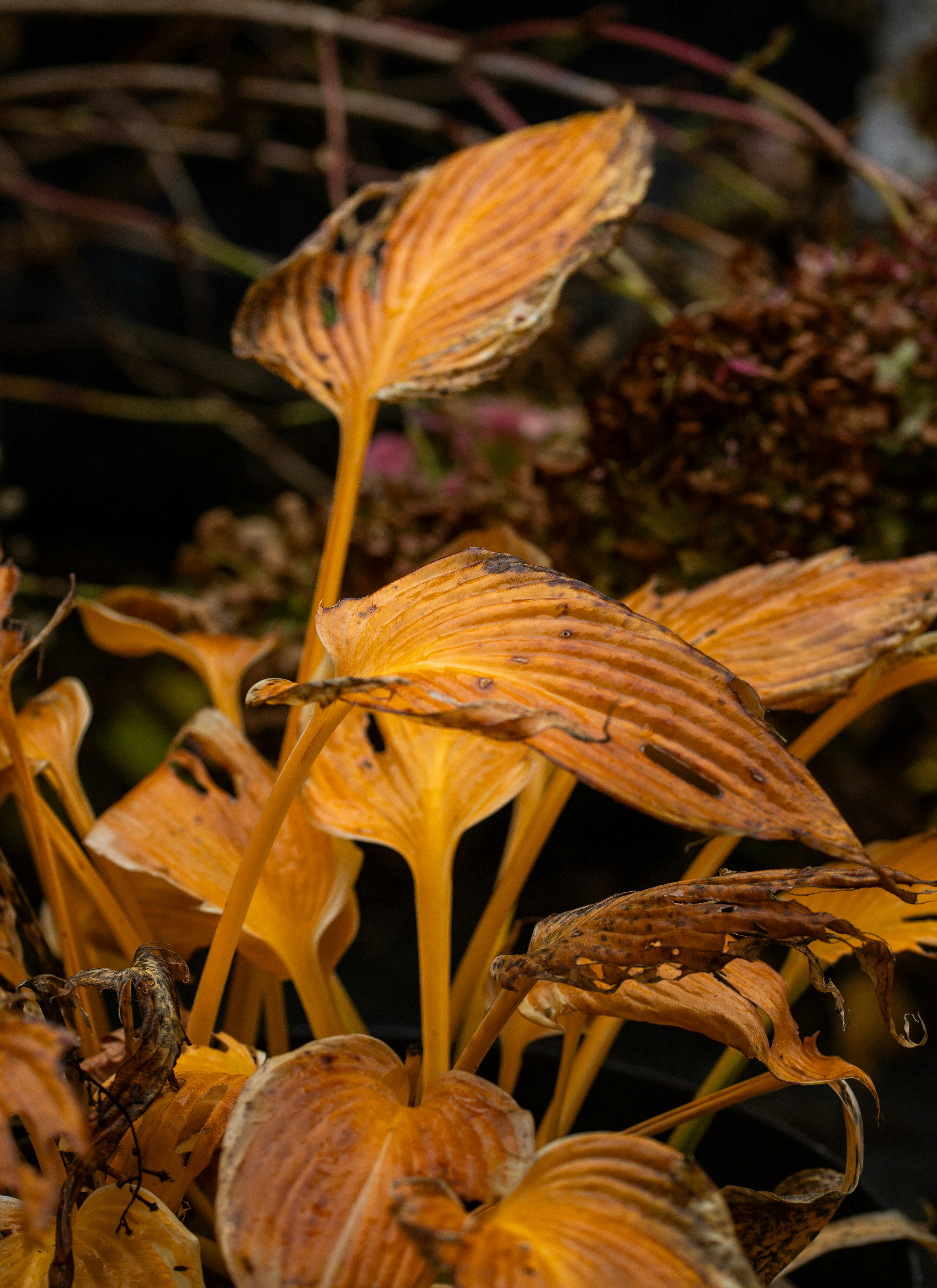 Amber Folds: A Close-Up Study of Dried Leaves in Autumn Light