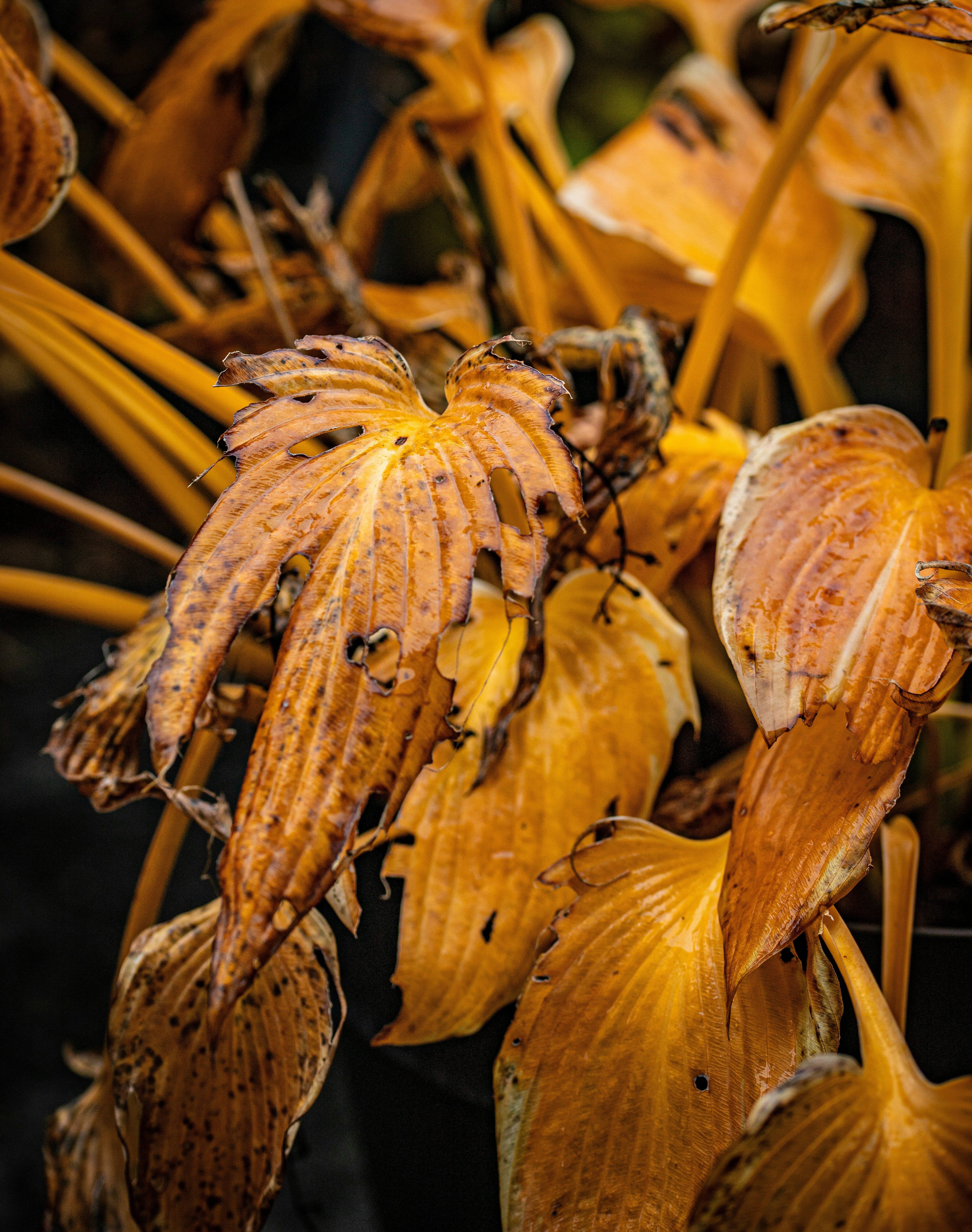 Amber Veins: Close-Up of Fading Autumn Leaves on Delicate Stems