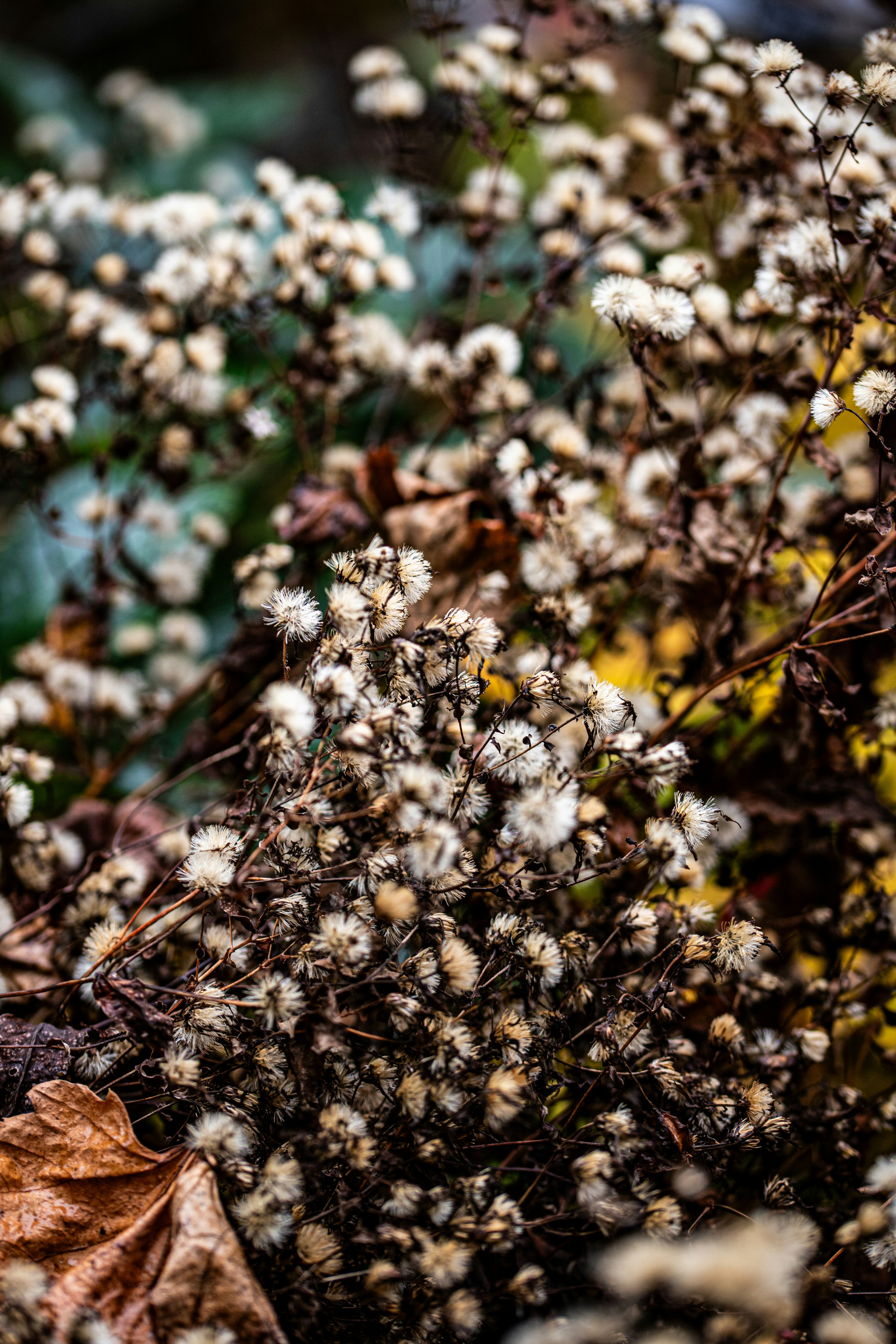 Photo by Bernd 📷 Dittrich with Canon EOS 6D Mark II