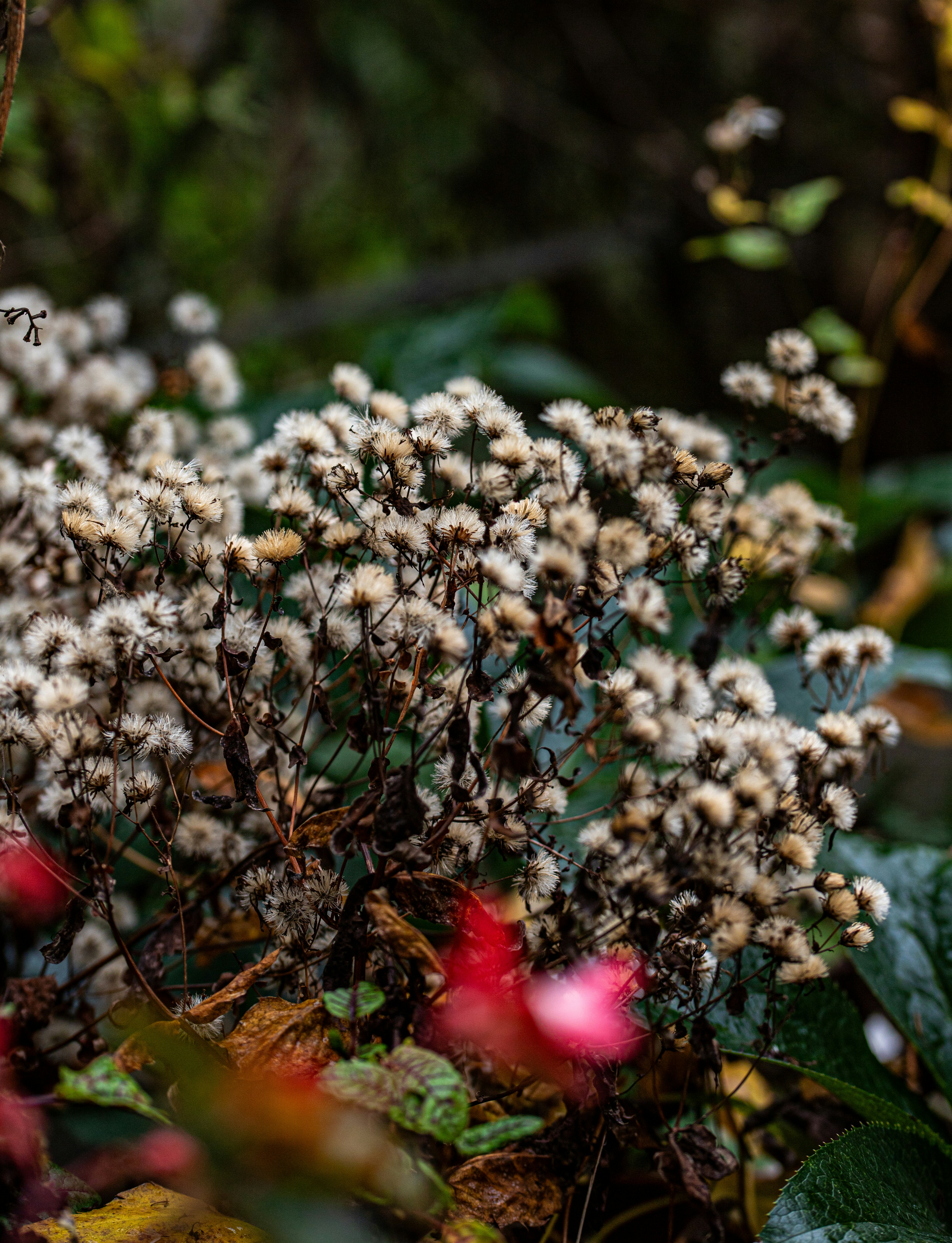 Whispering Seedheads in a Shadowed Garden