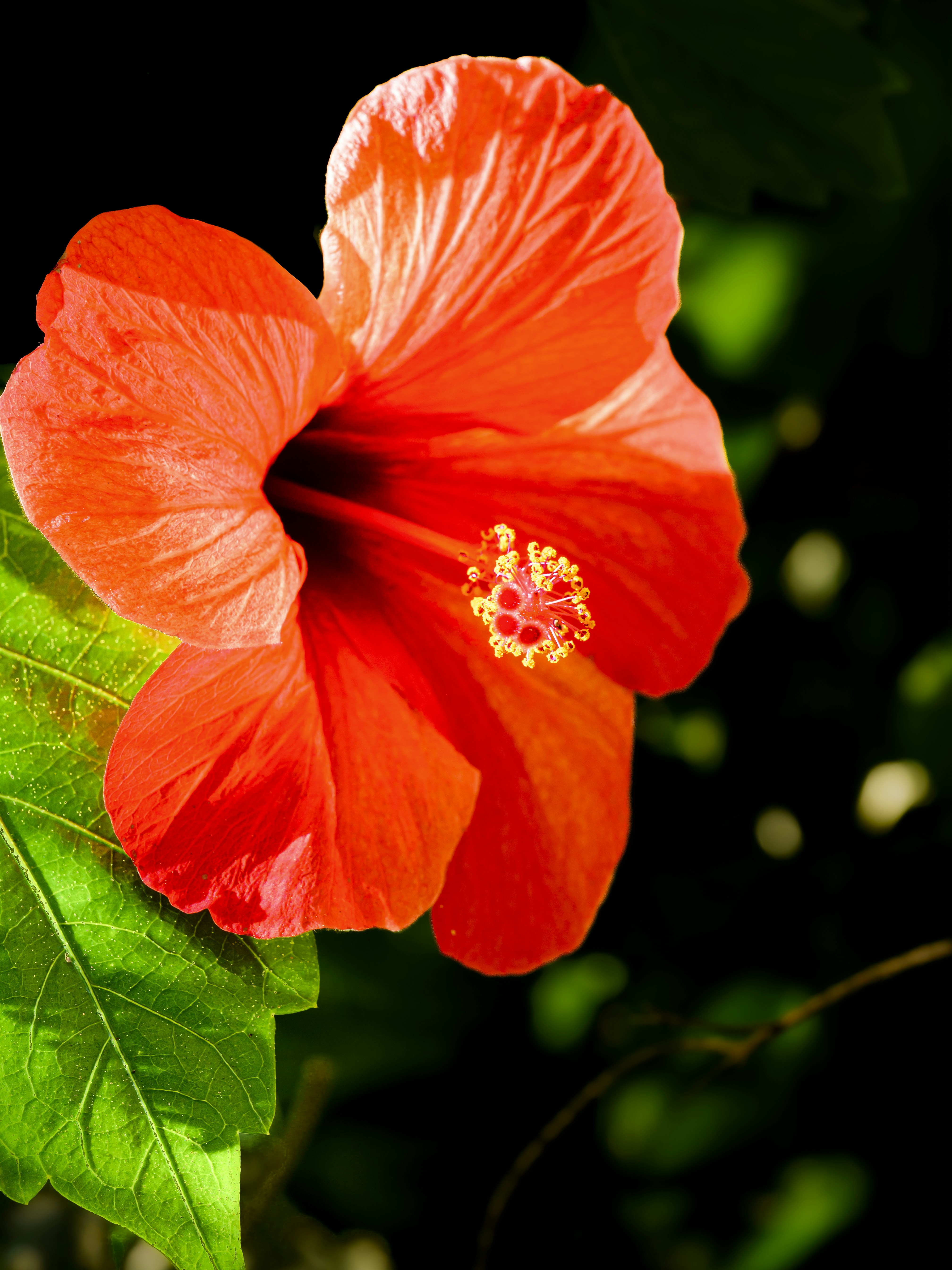 Centerstage Crimson: Hibiscus Bloom with a Golden Pistil