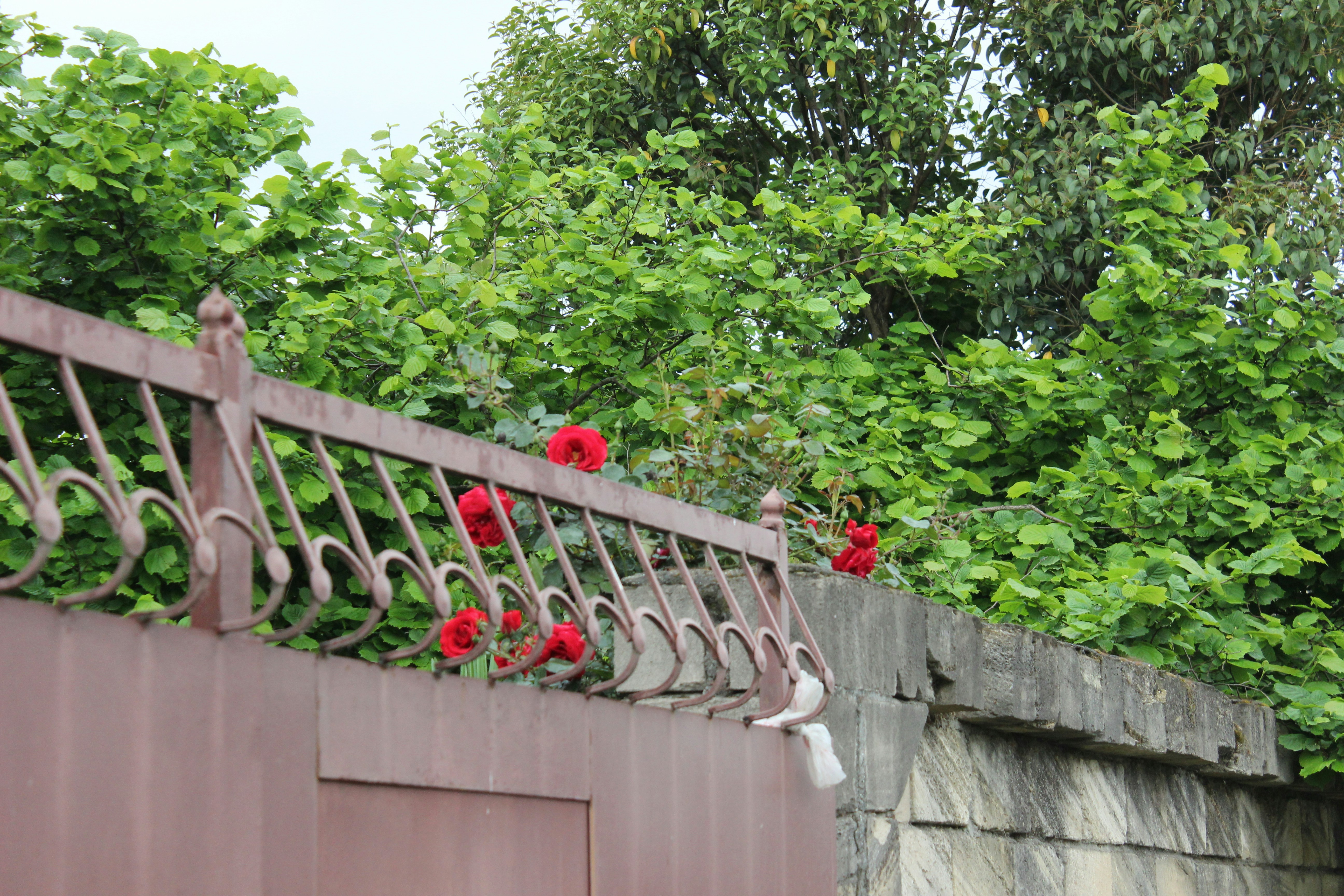 Photo by Mahsati Jalilli with Canon EOS 600D