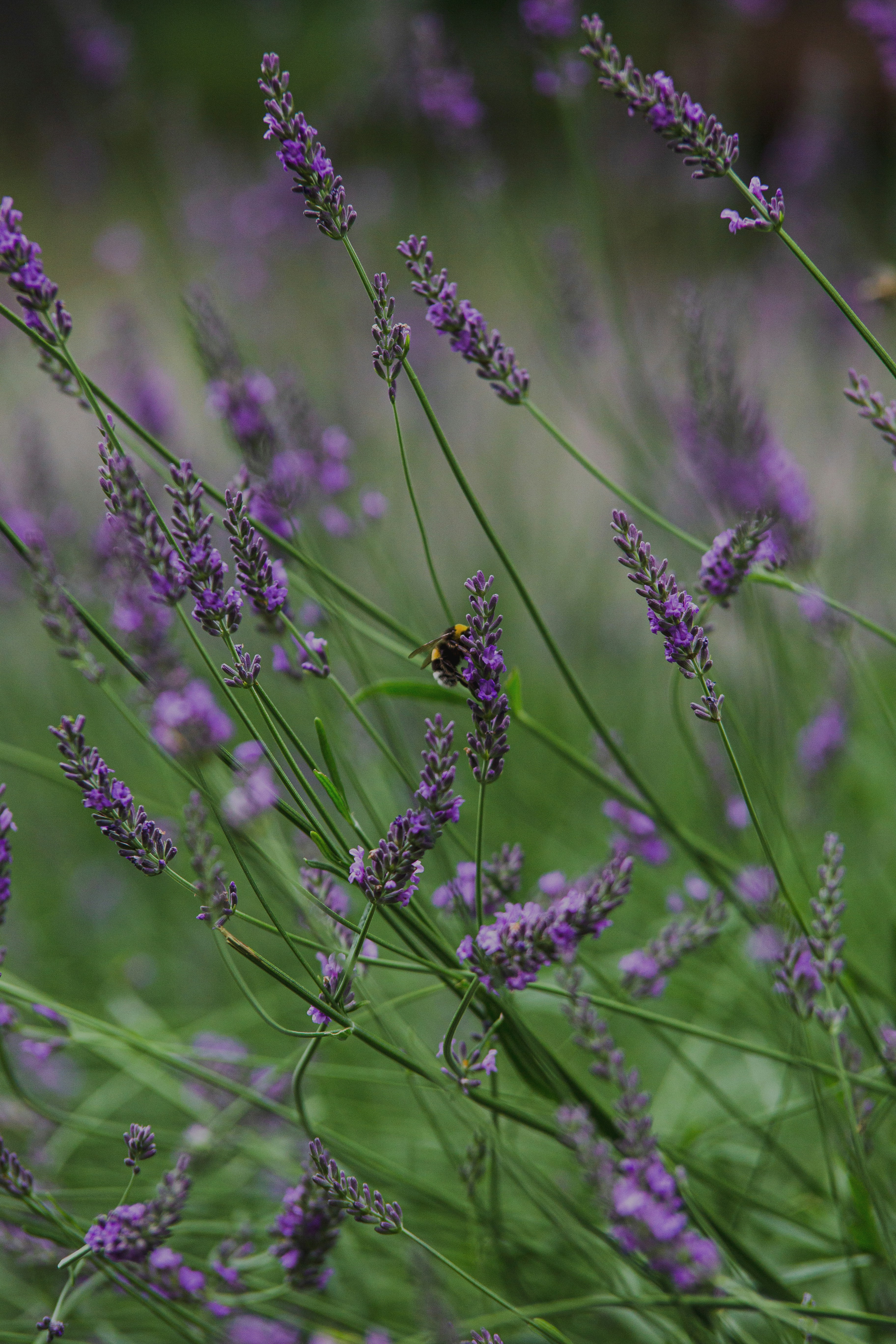 Photo by Alex Cooper with Canon EOS 6D