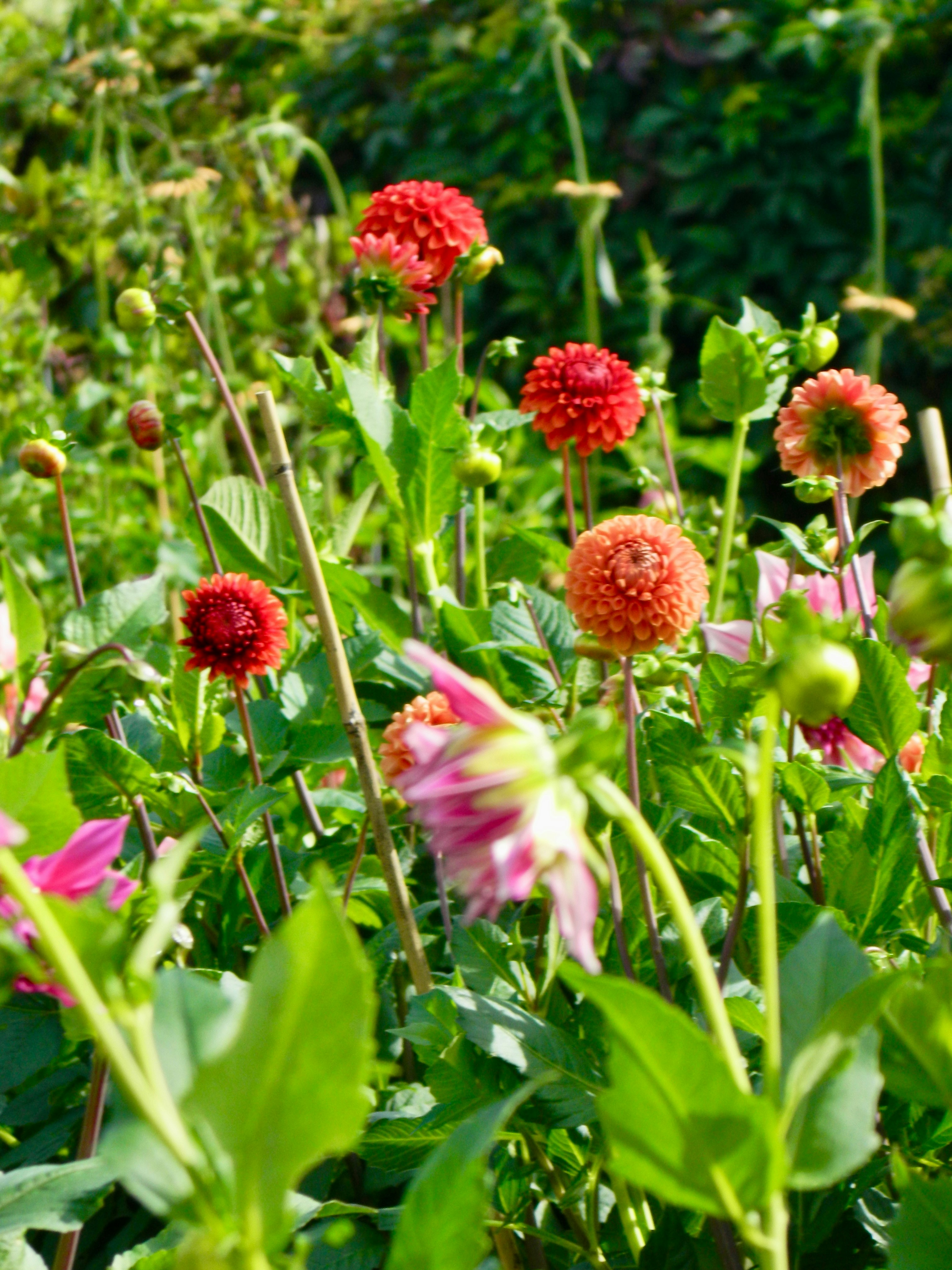 Crimson Dahlias Crown a Sunlit Border