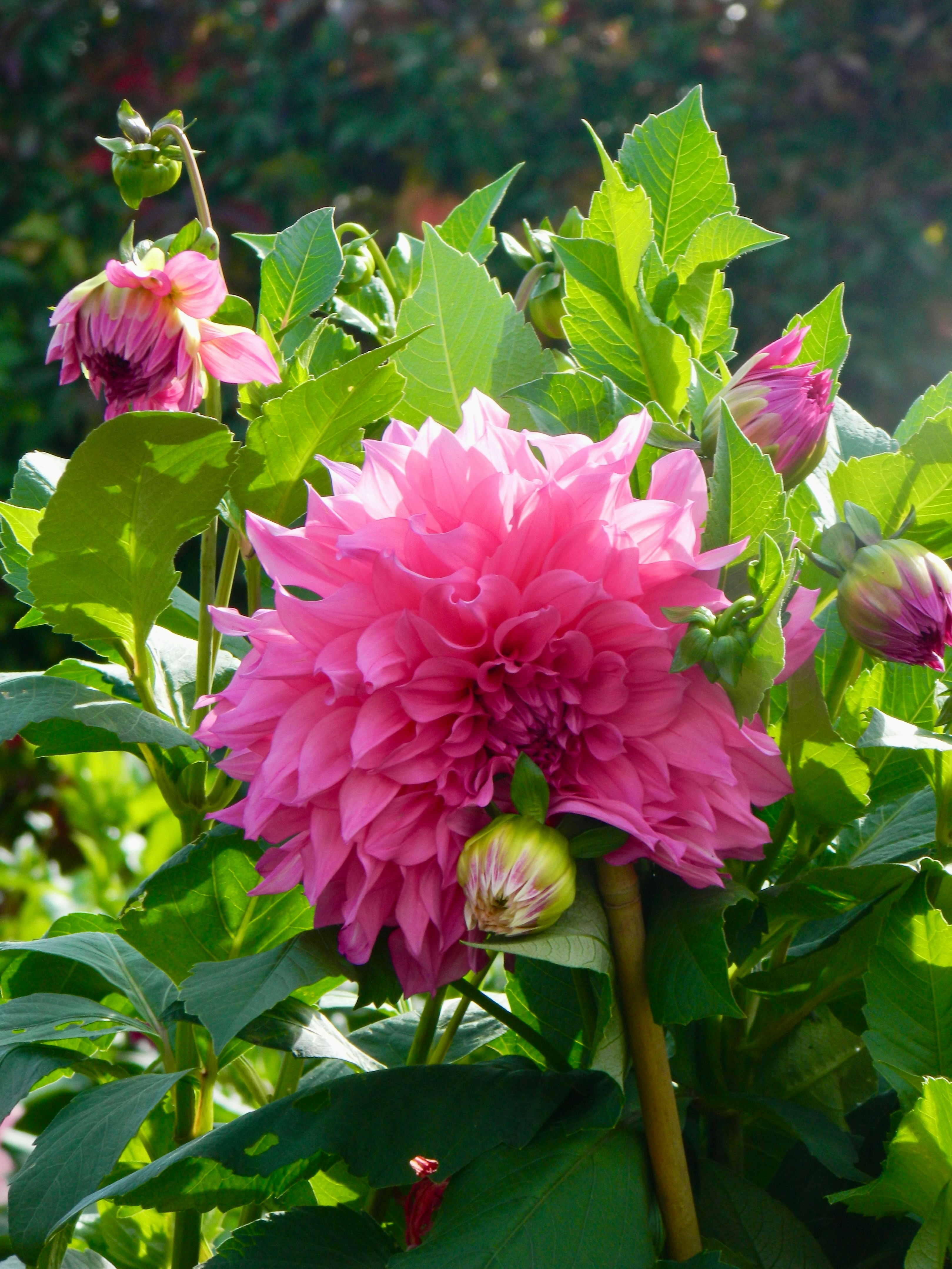 Pink Dahlia Crown in a Sunlit Green Haven