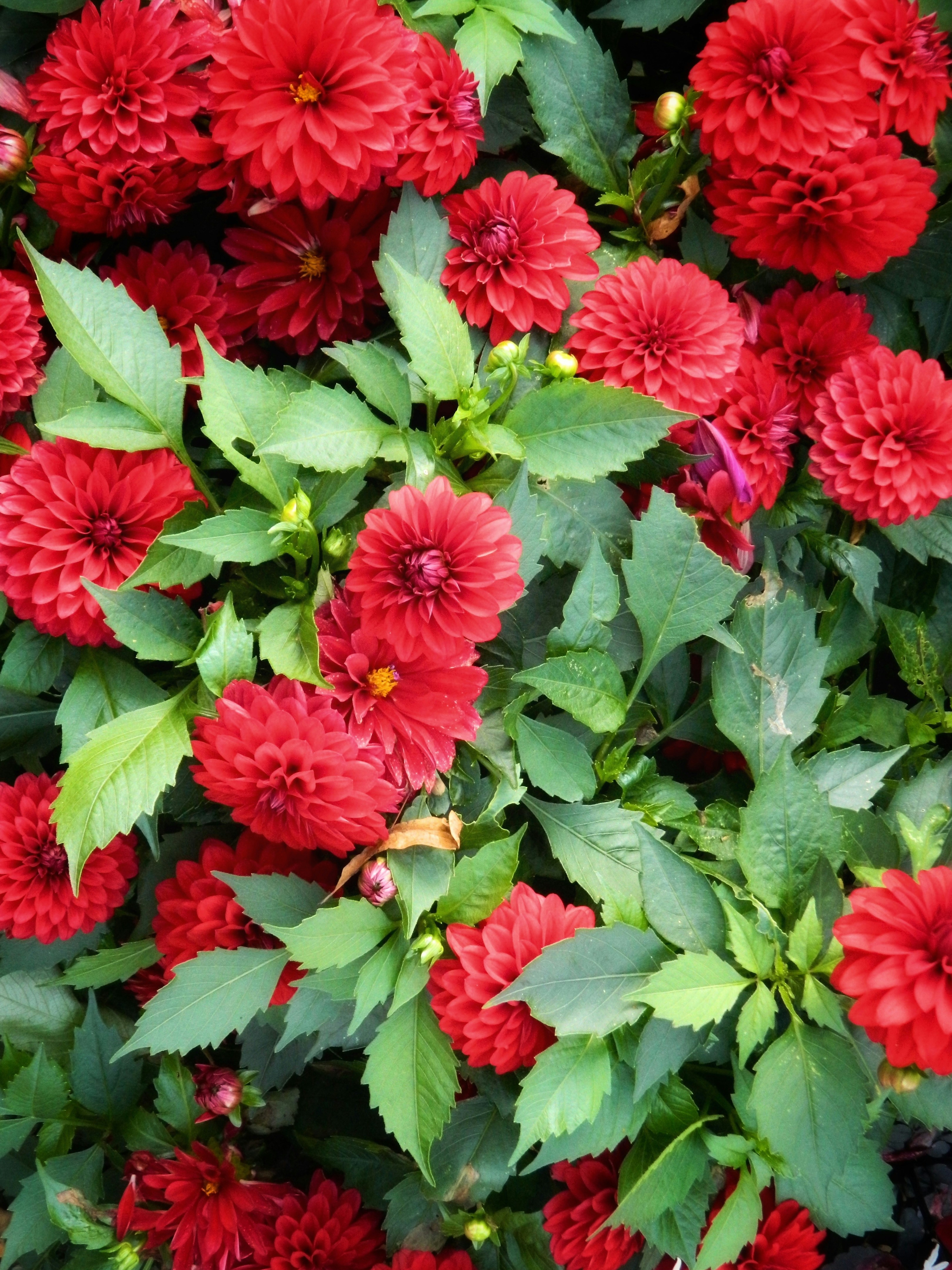 Crimson Dahlia Mosaic Among Verdant Leaves