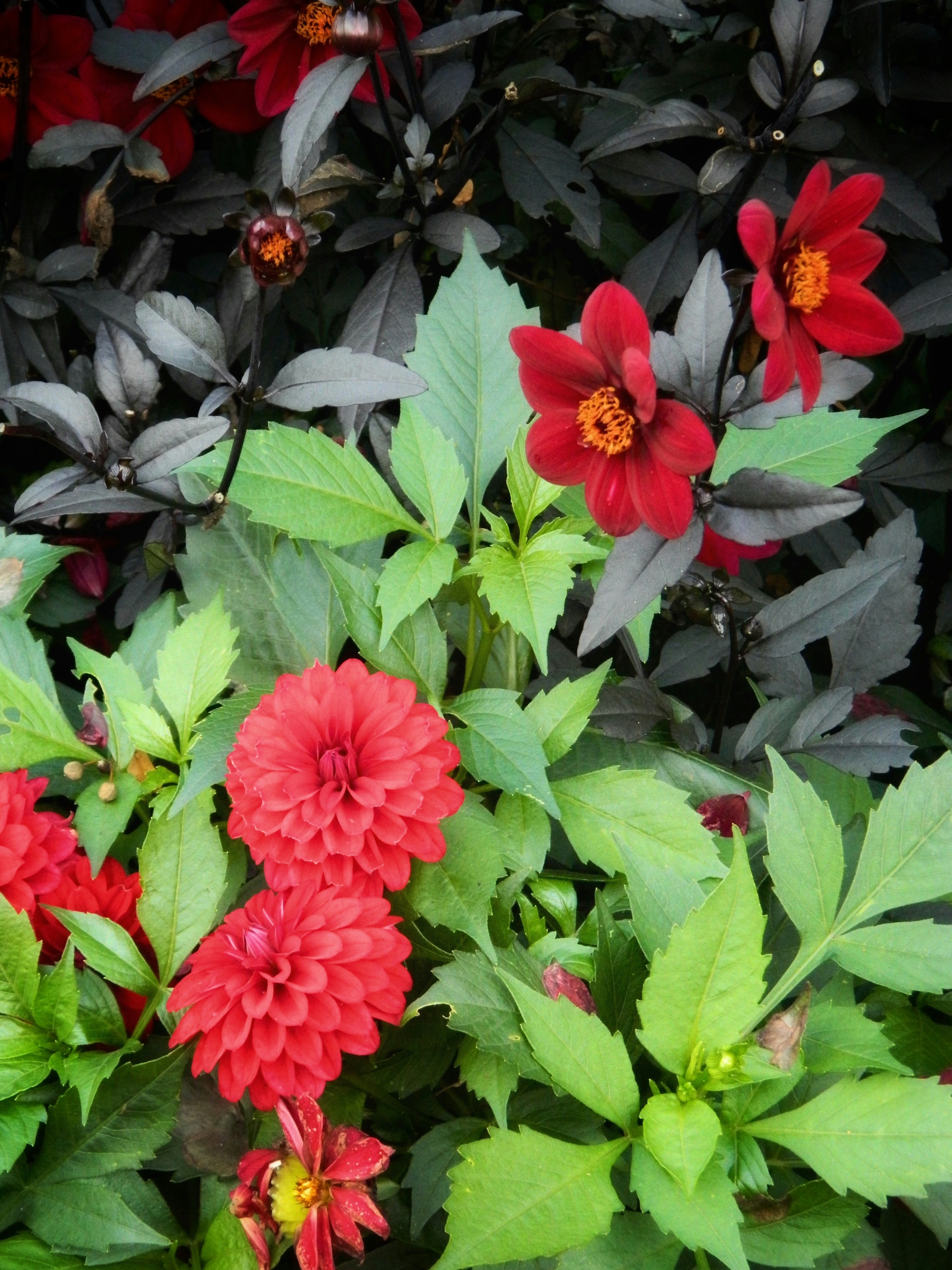 Crimson Dahlia Cluster Amid Emerald Foliage