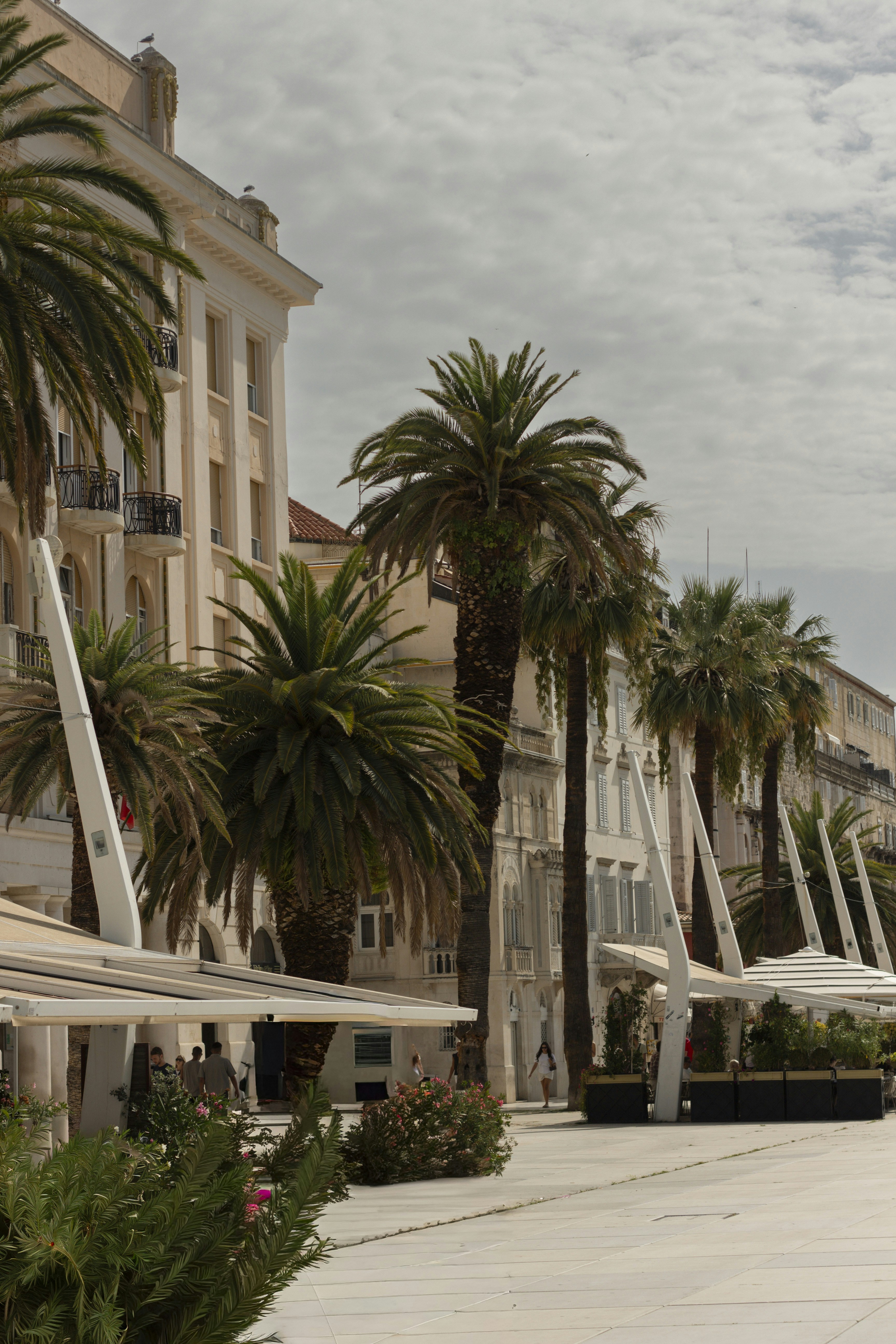 Palm trees line a sunny promenade with buildings. photo – Free City ...