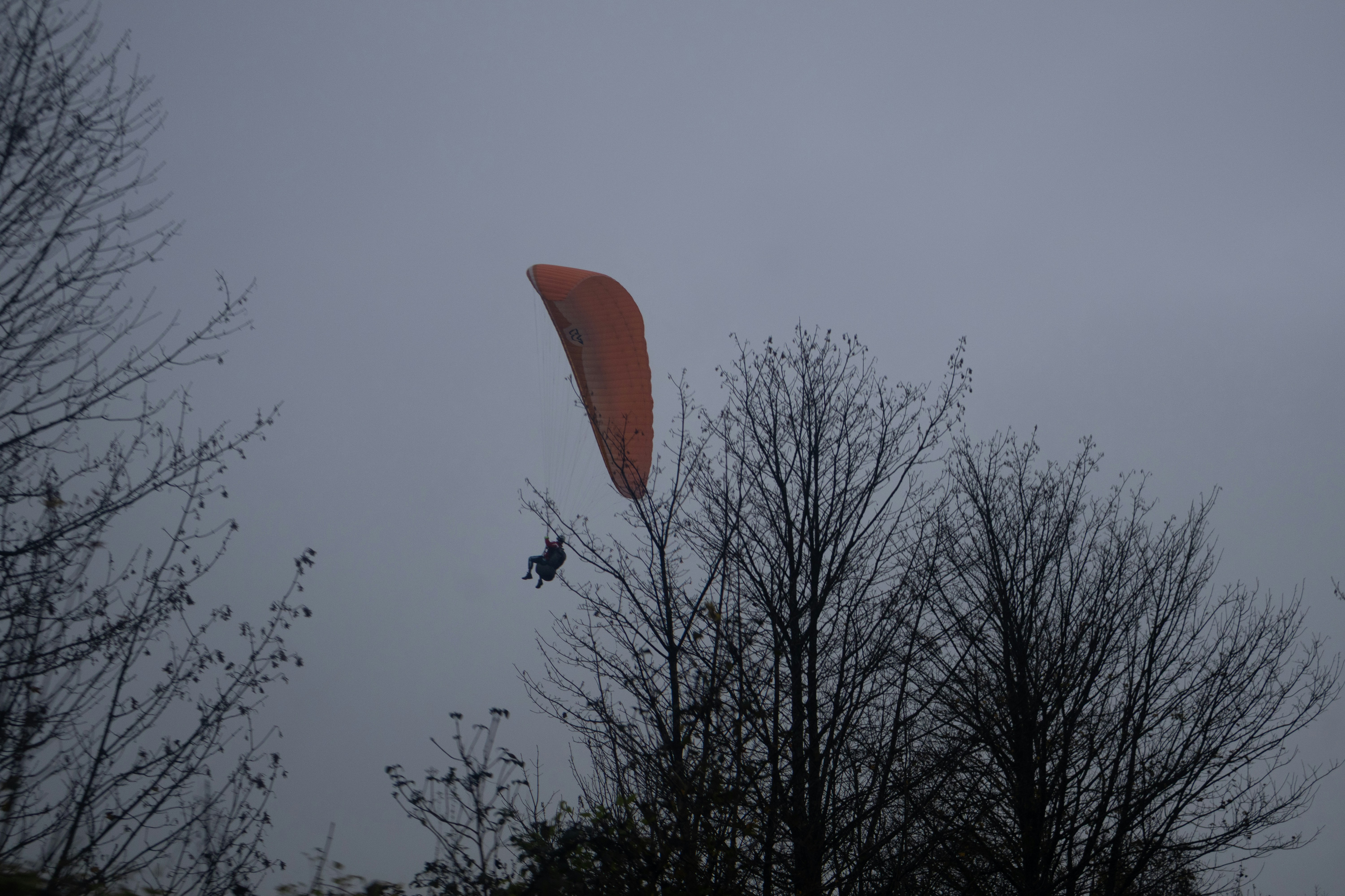 Orange Paraglider Above Bare Trees in a Quiet, Overcast Sky