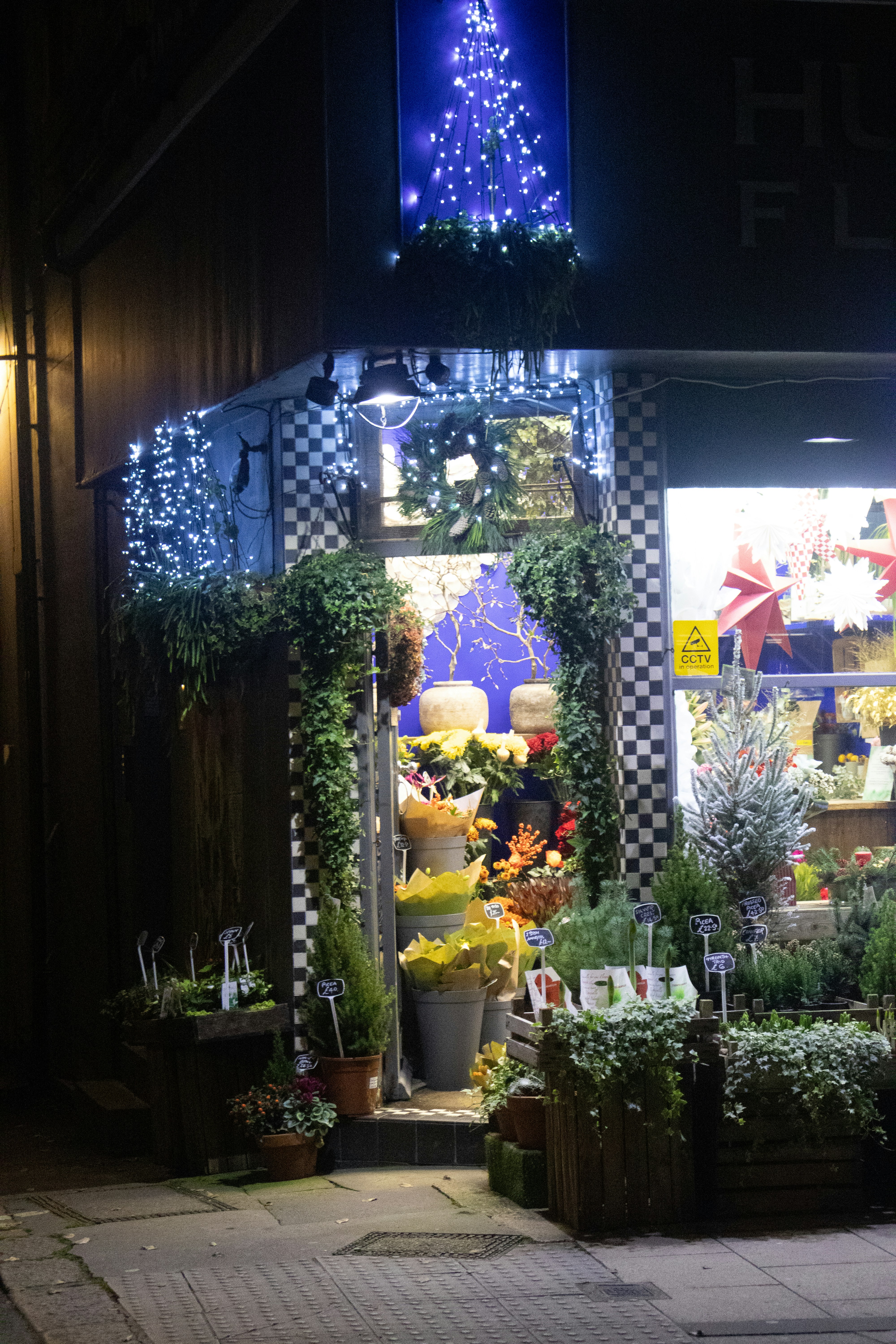 Checkerboard Florist Under Blue Fairy Lights