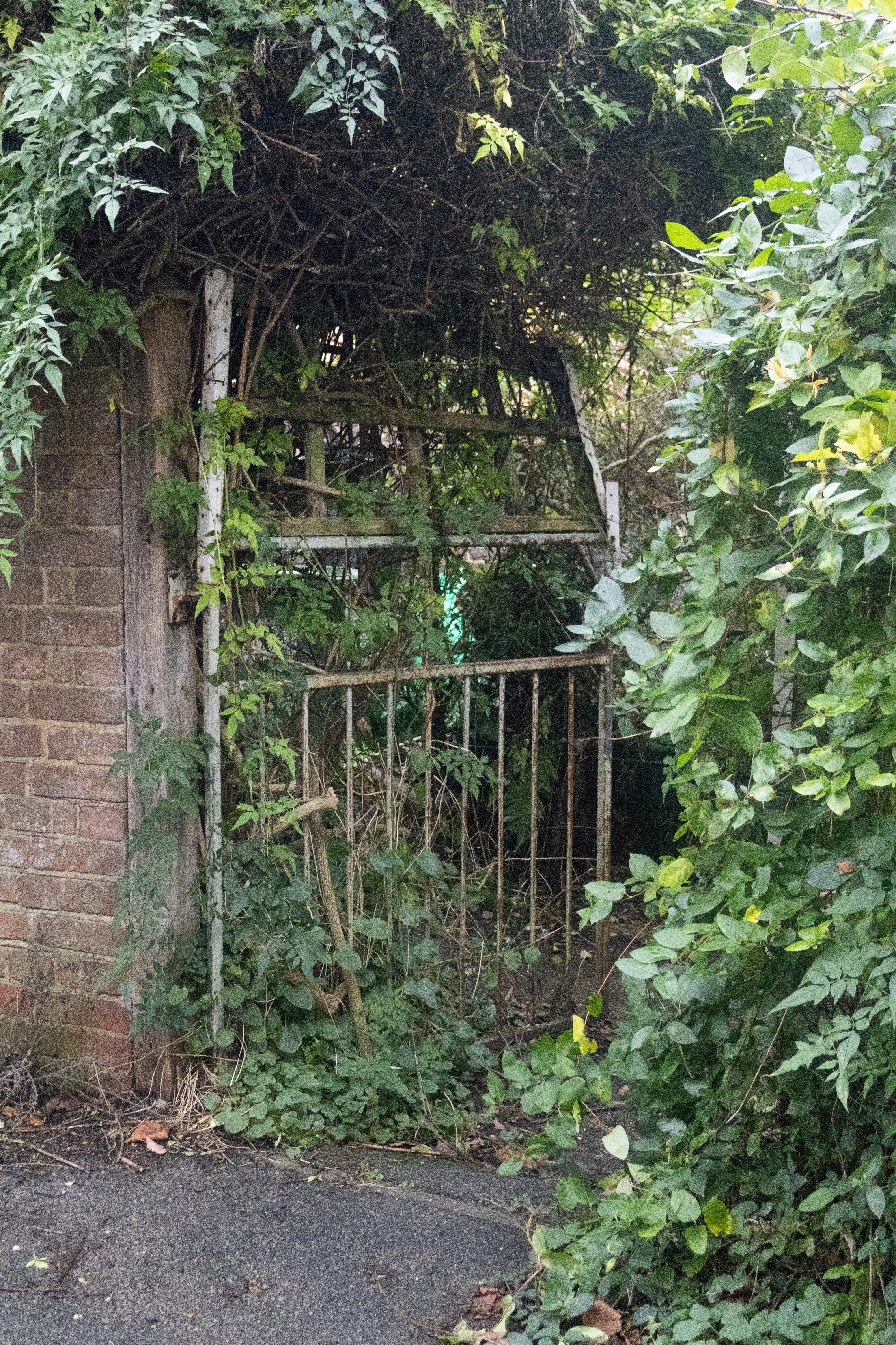 Ivy-Embraced Gate in a Quiet Brick Courtyard