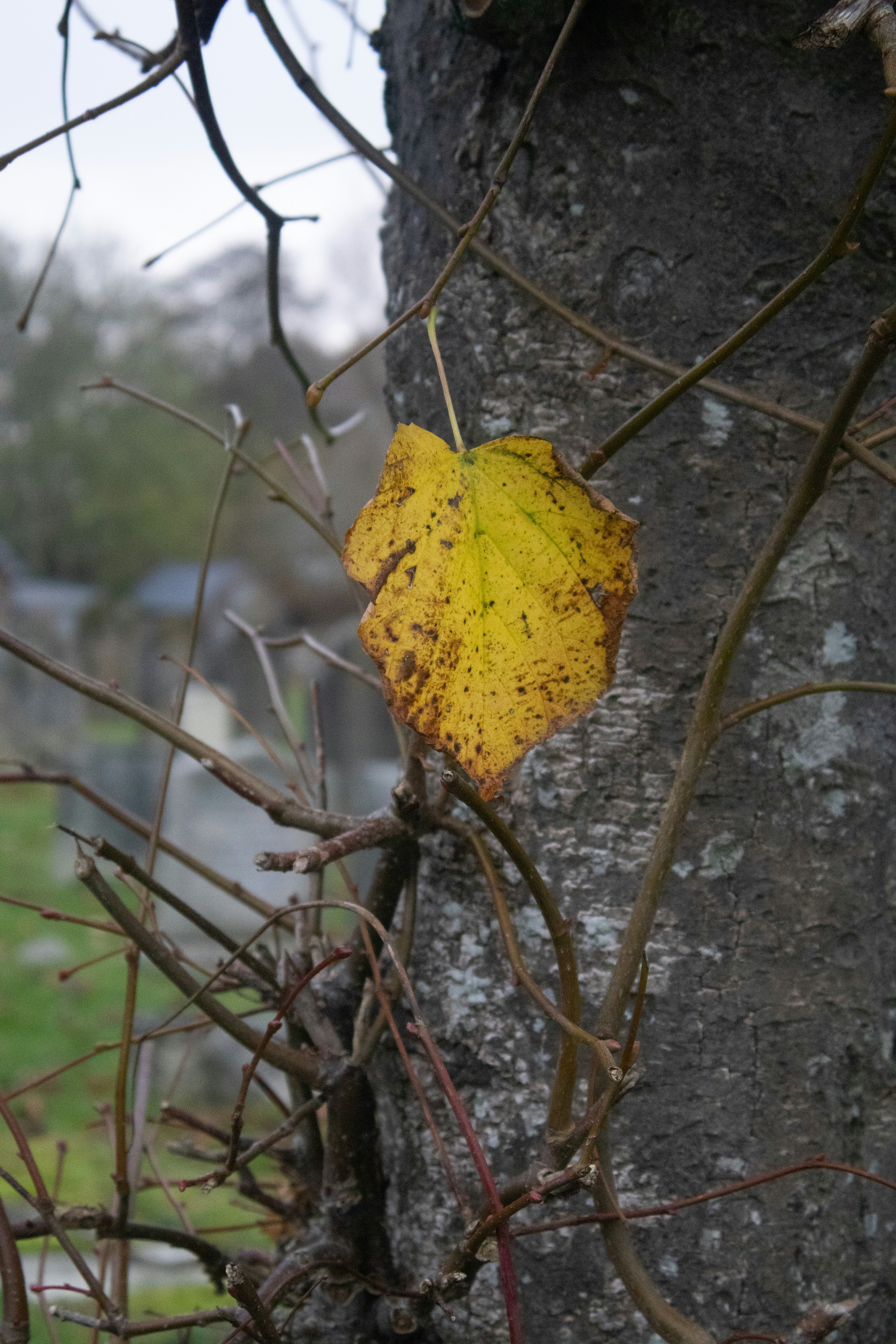 Single Autumn Leaf Clings to Weathered Bark Among Tangled Vines