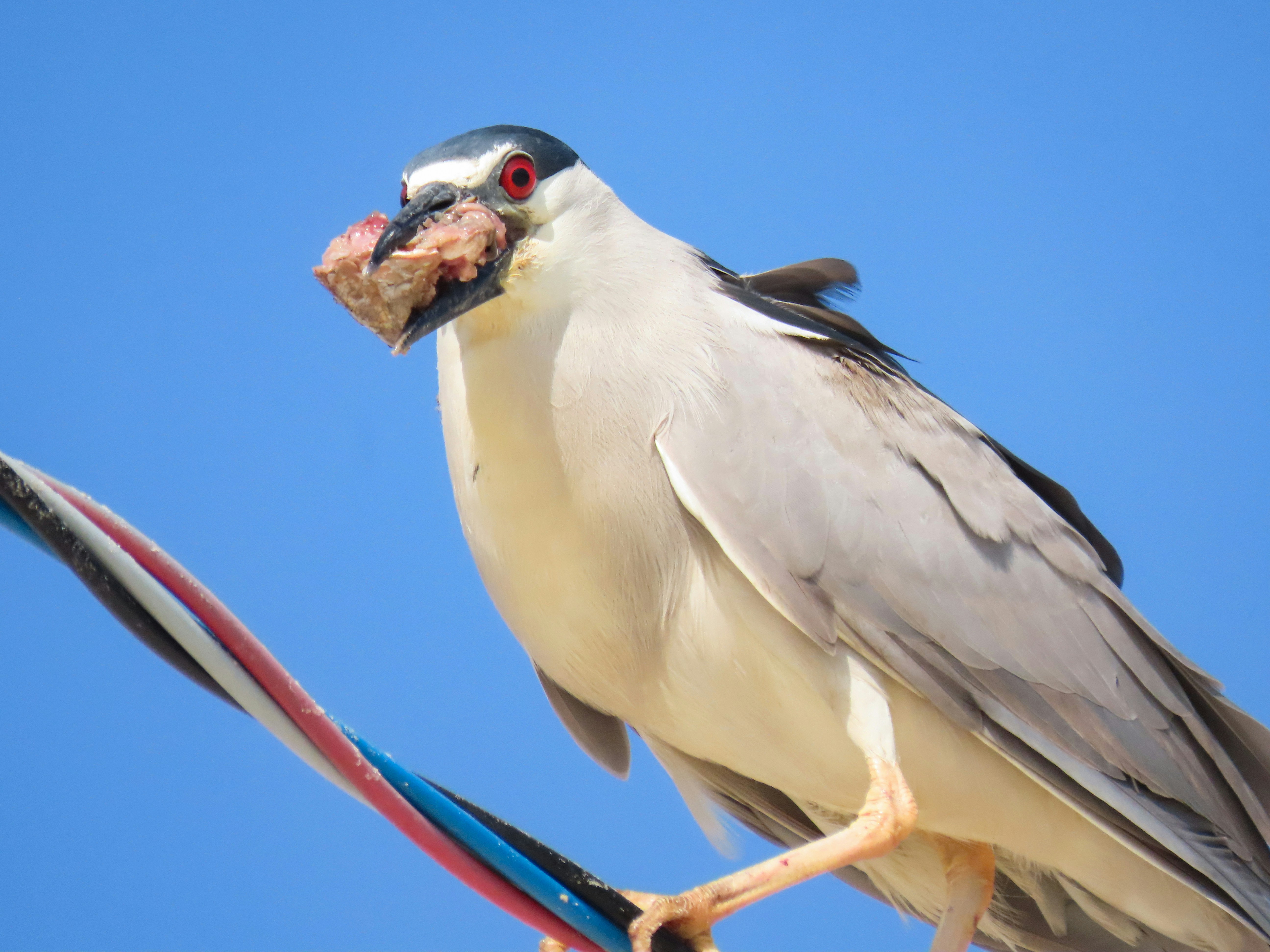 Socó-dorminhoco/Black-crowned Night-Heron (Nycticorax nycticorax)