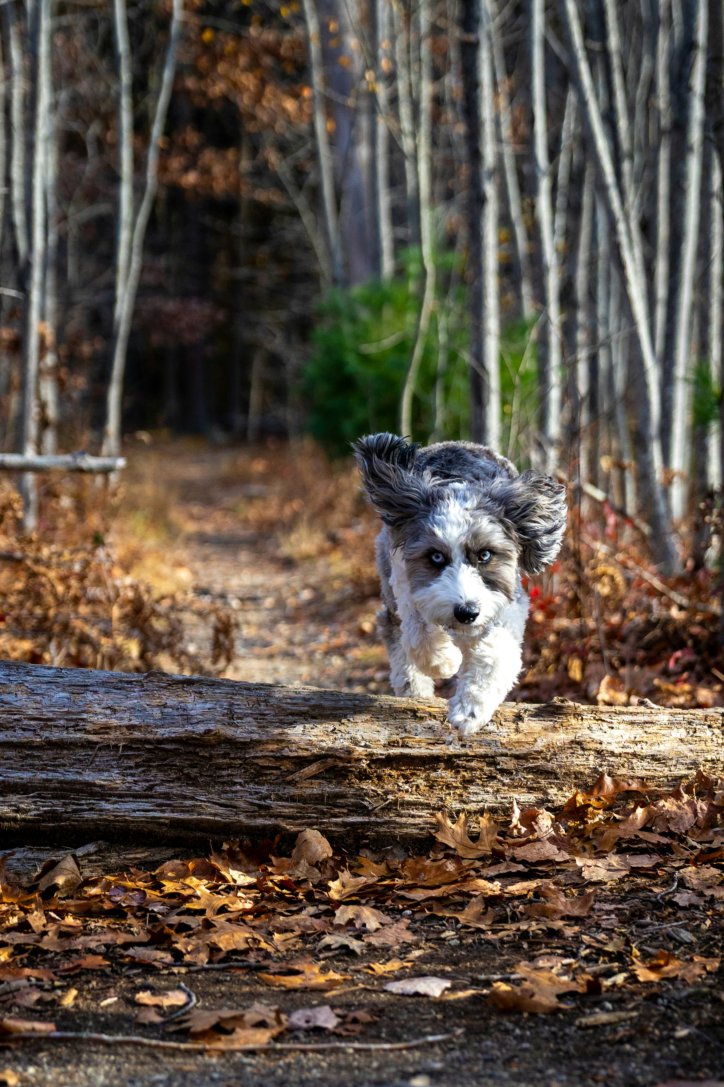 Autumn Trail Dash: A Spirited Dog Clears a Fallen Log