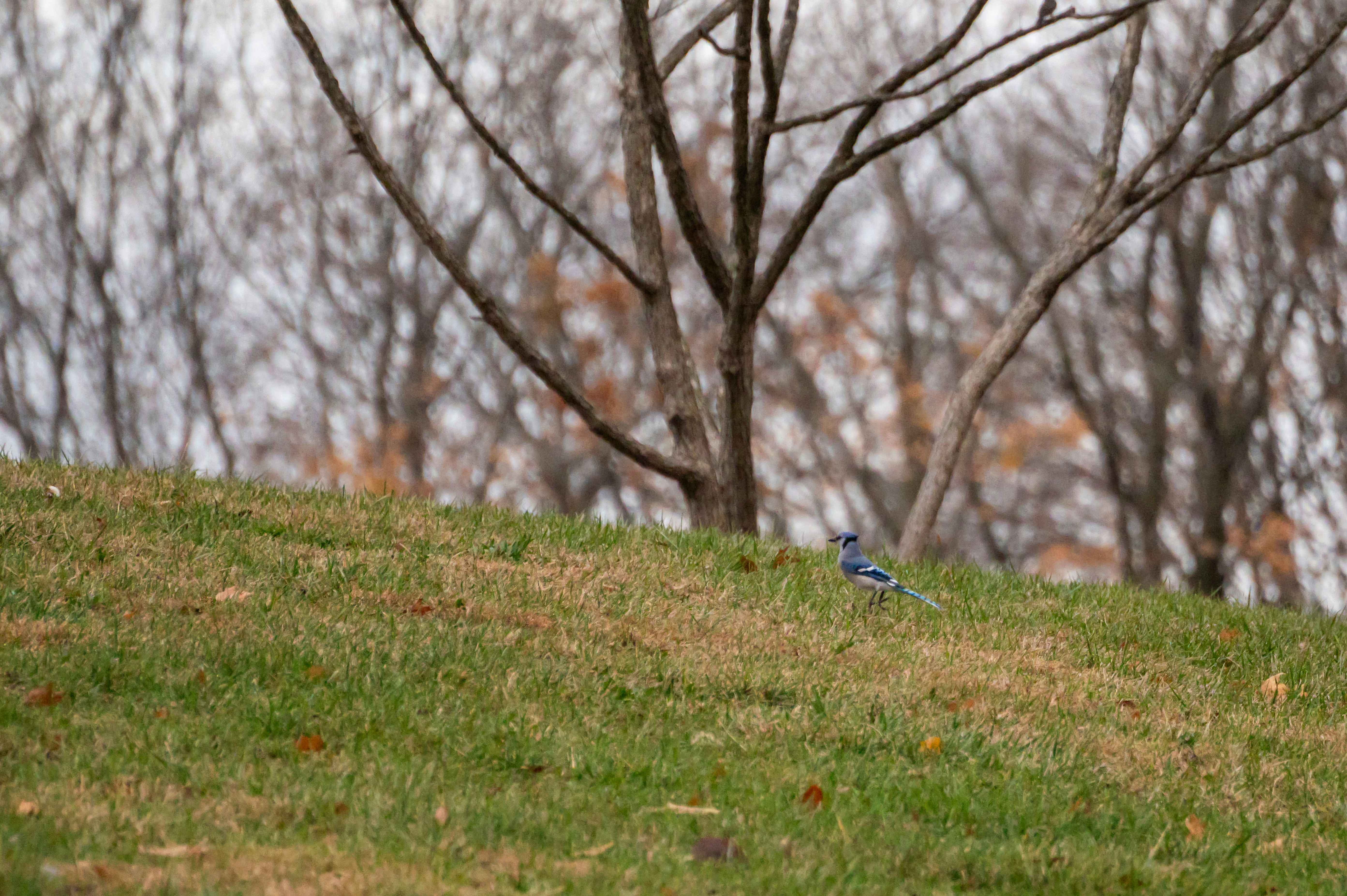 Bluebird on a Grassy Slope Beneath Winter's Bare Branches