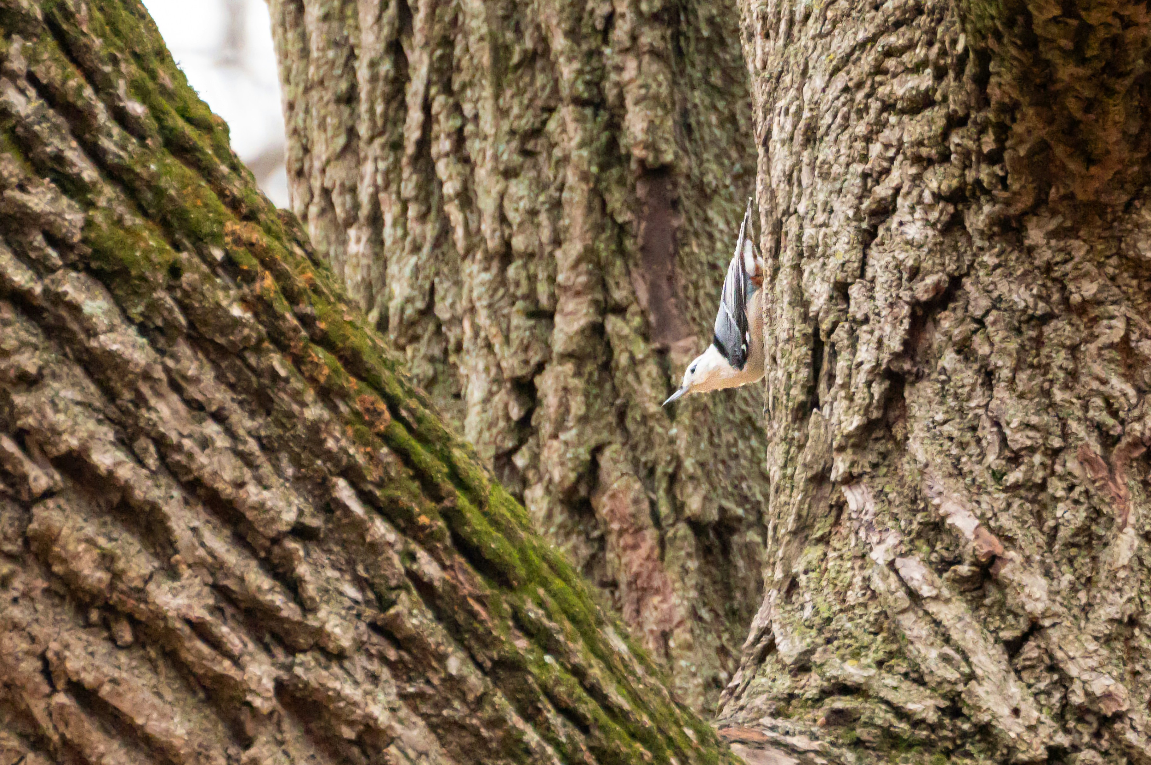 Between Giants: a tiny bird clings to mossy bark between ancient trunks