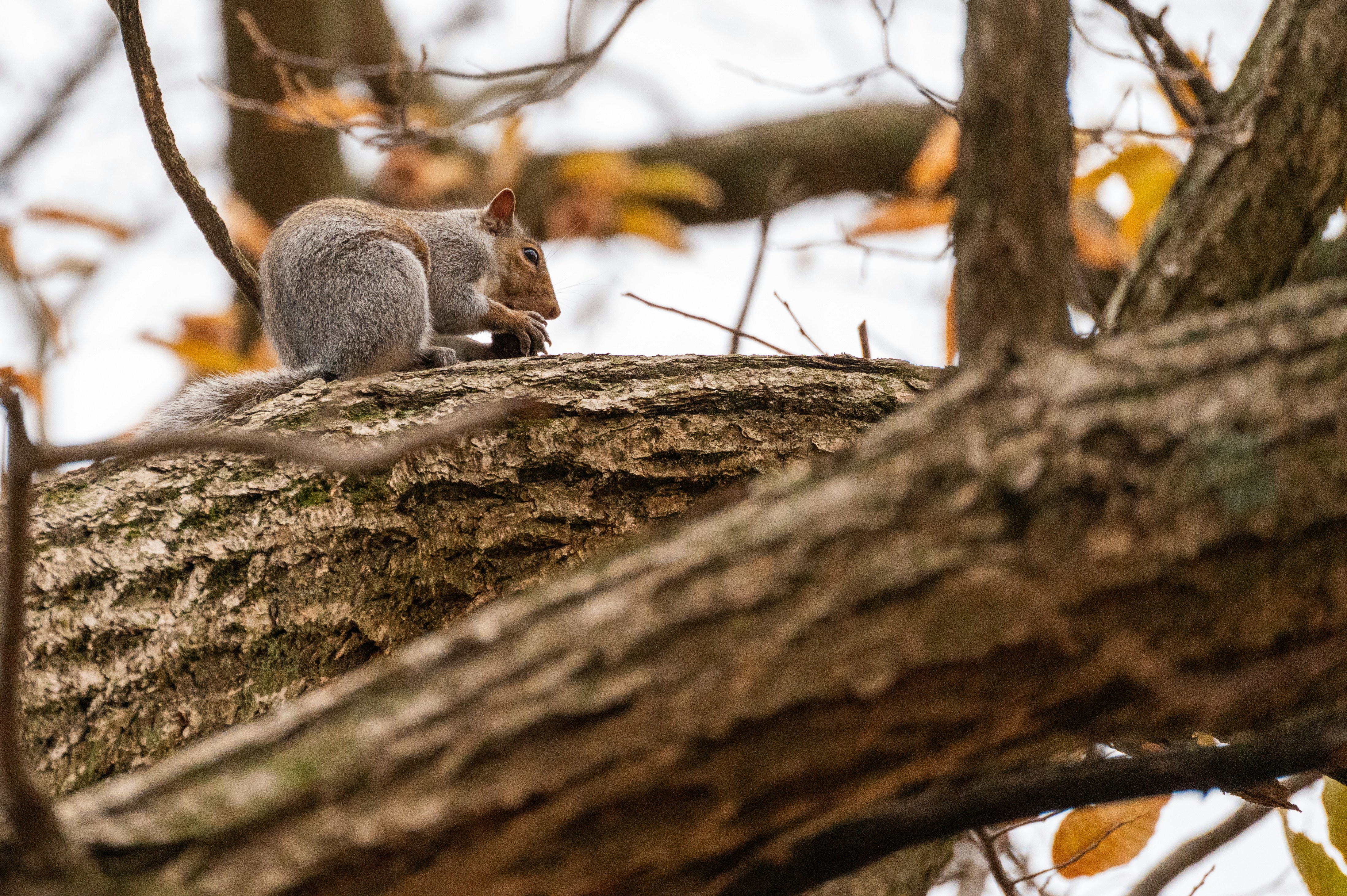 Grey Squirrel on a Weathered Log Beneath Amber Autumn Leaves